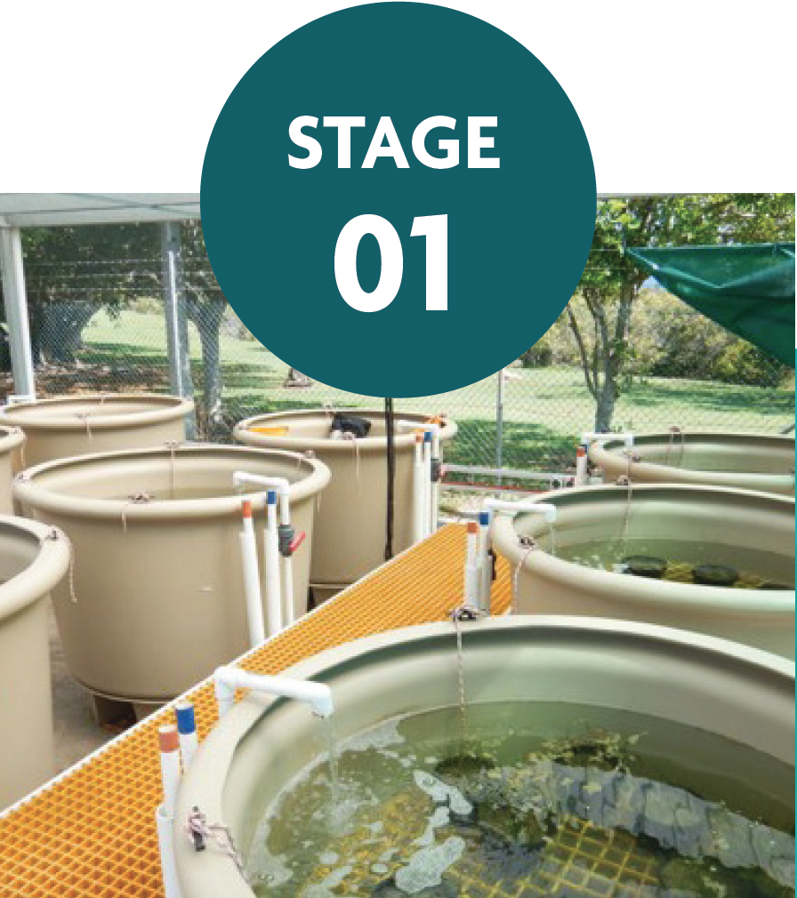 Seaweed Biofilters — Australian Seaweed Institute