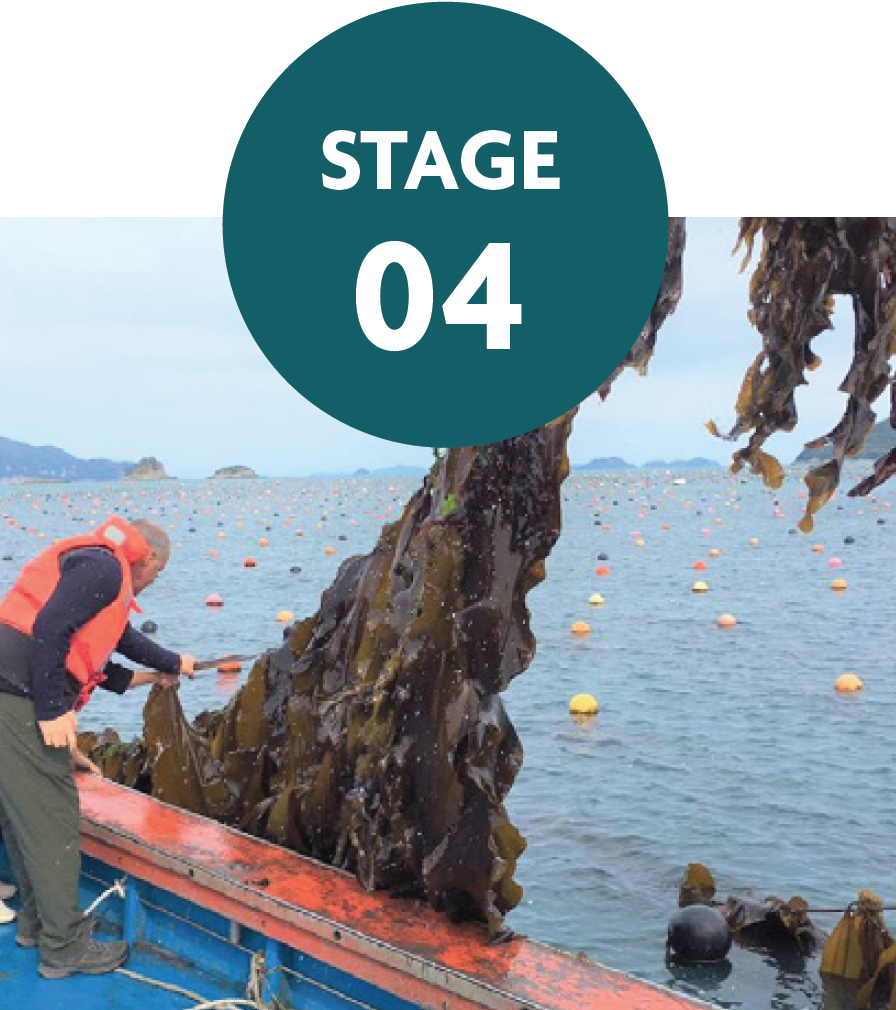 Seaweed Biofilters — Australian Seaweed Institute