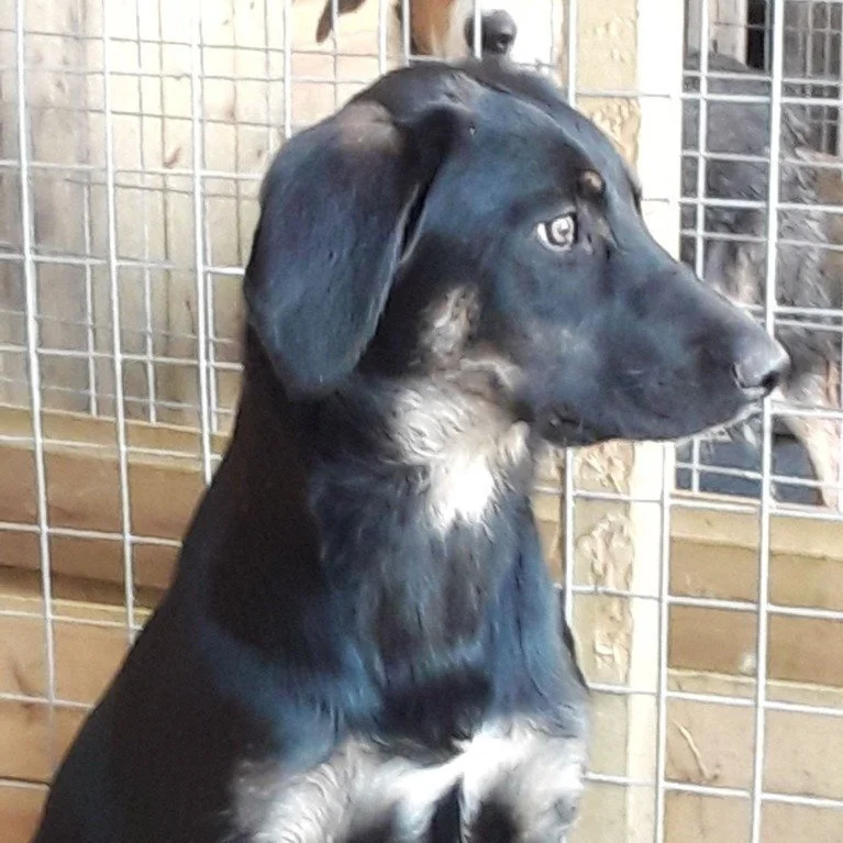 Collies Being Assessed — Protecting Preloved Border Collies