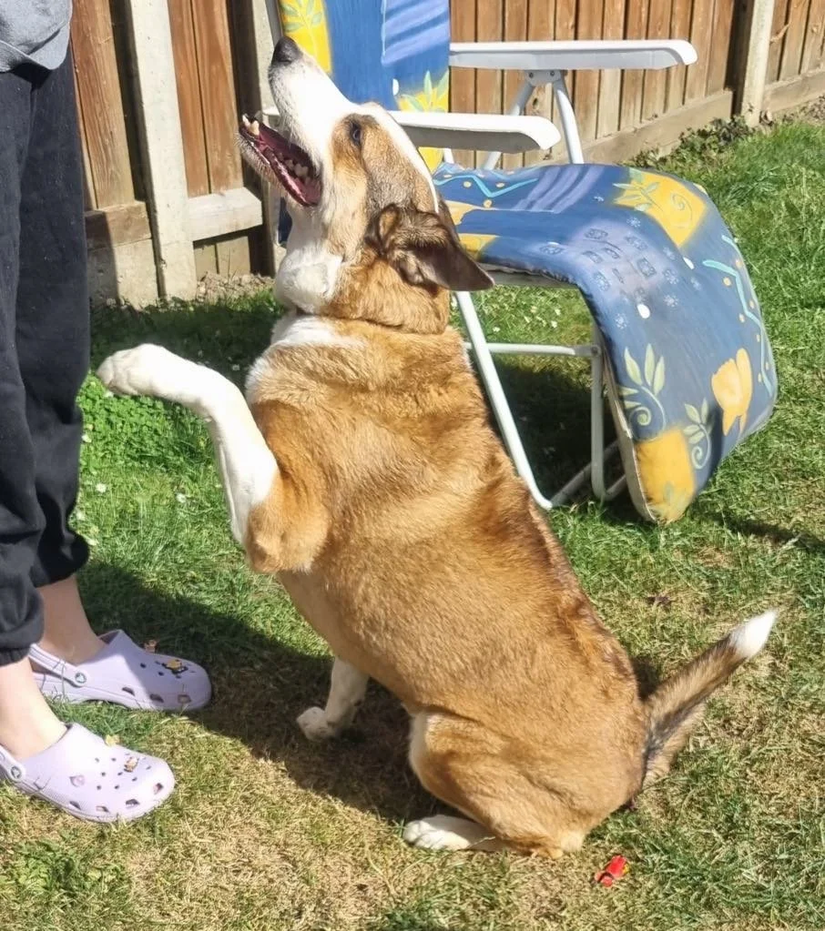 Dogs For Rehoming — Protecting Preloved Border Collies