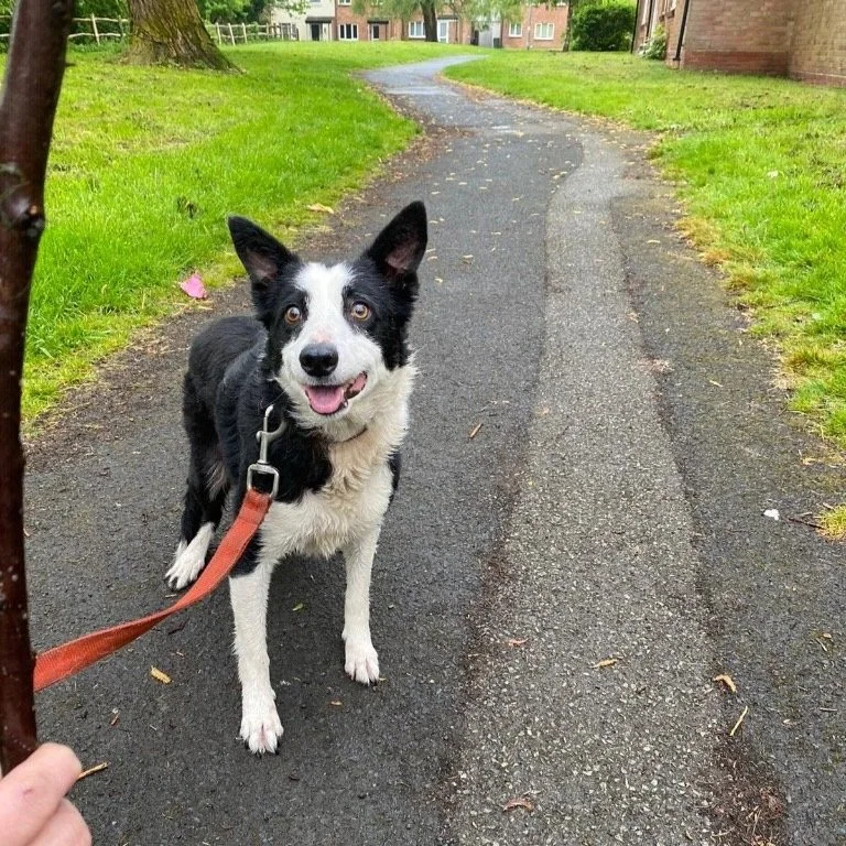 Dogs For Rehoming — Protecting Preloved Border Collies