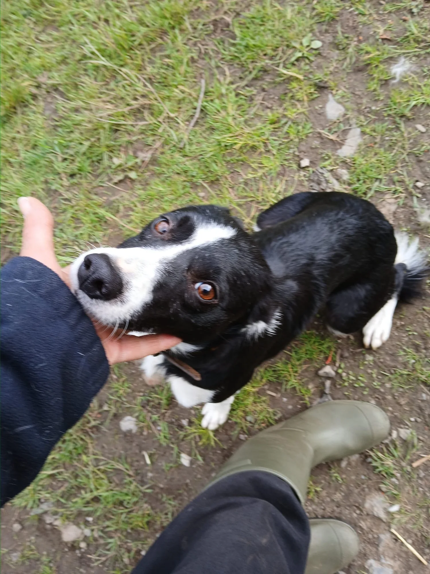 Dogs For Rehoming — Protecting Preloved Border Collies