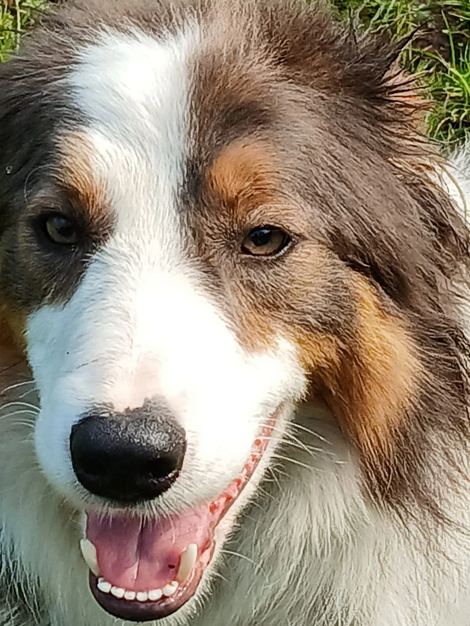 Dogs For Rehoming — Protecting Preloved Border Collies