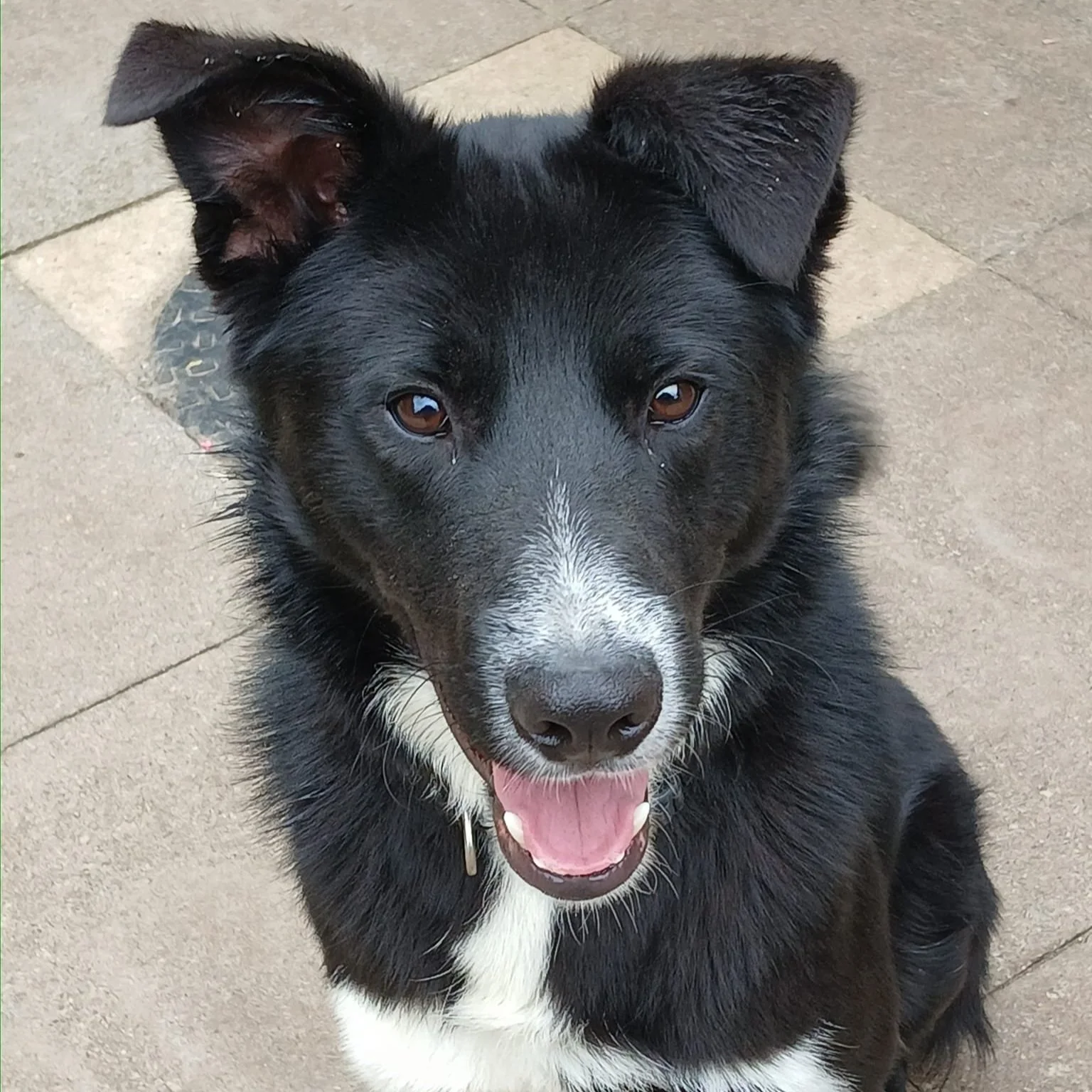 Dogs For Rehoming — Protecting Preloved Border Collies