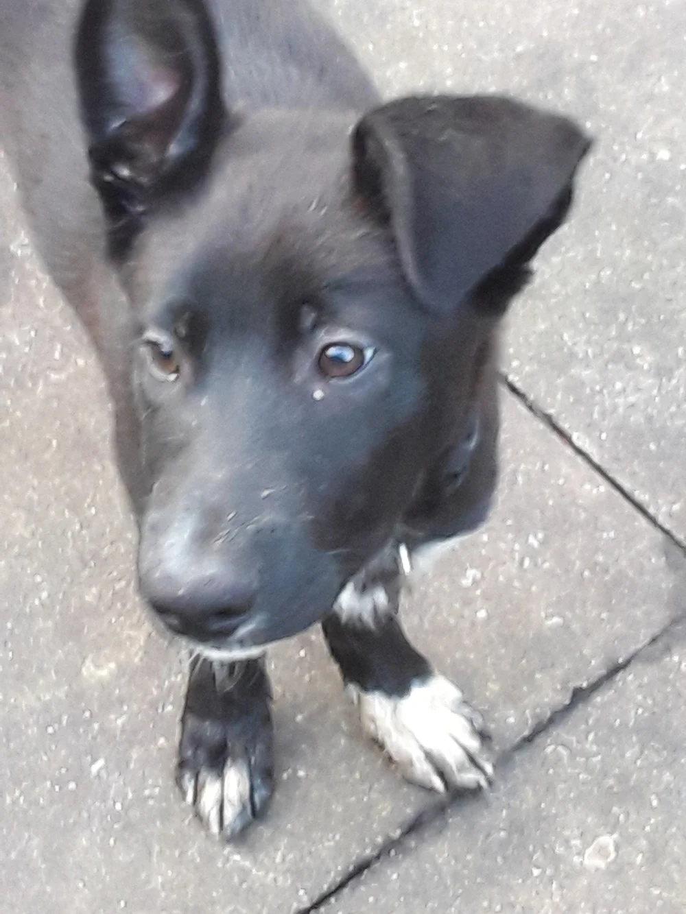 Dogs For Rehoming — Protecting Preloved Border Collies