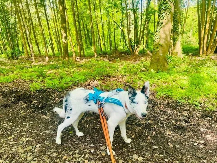 Dogs For Rehoming — Protecting Preloved Border Collies