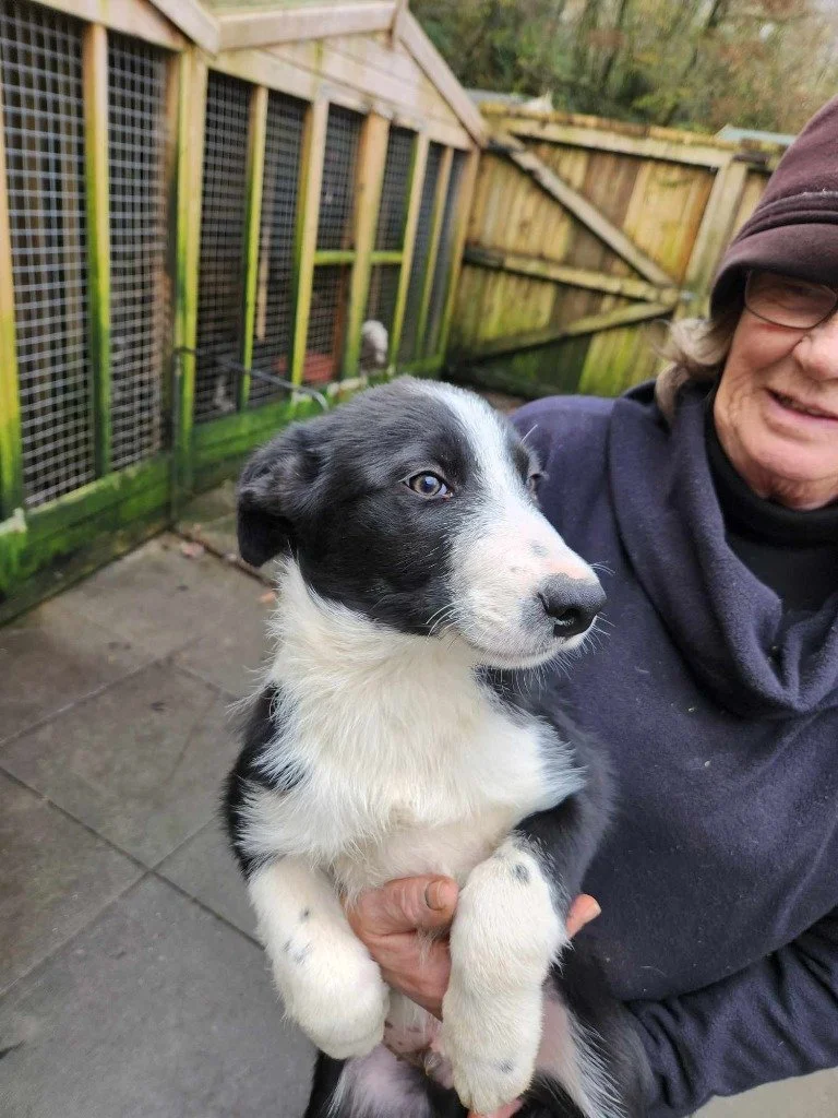 Dogs For Rehoming — Protecting Preloved Border Collies