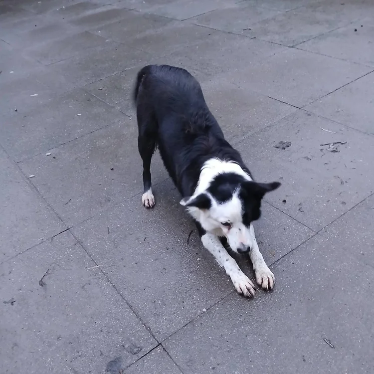 Dogs For Rehoming — Protecting Preloved Border Collies