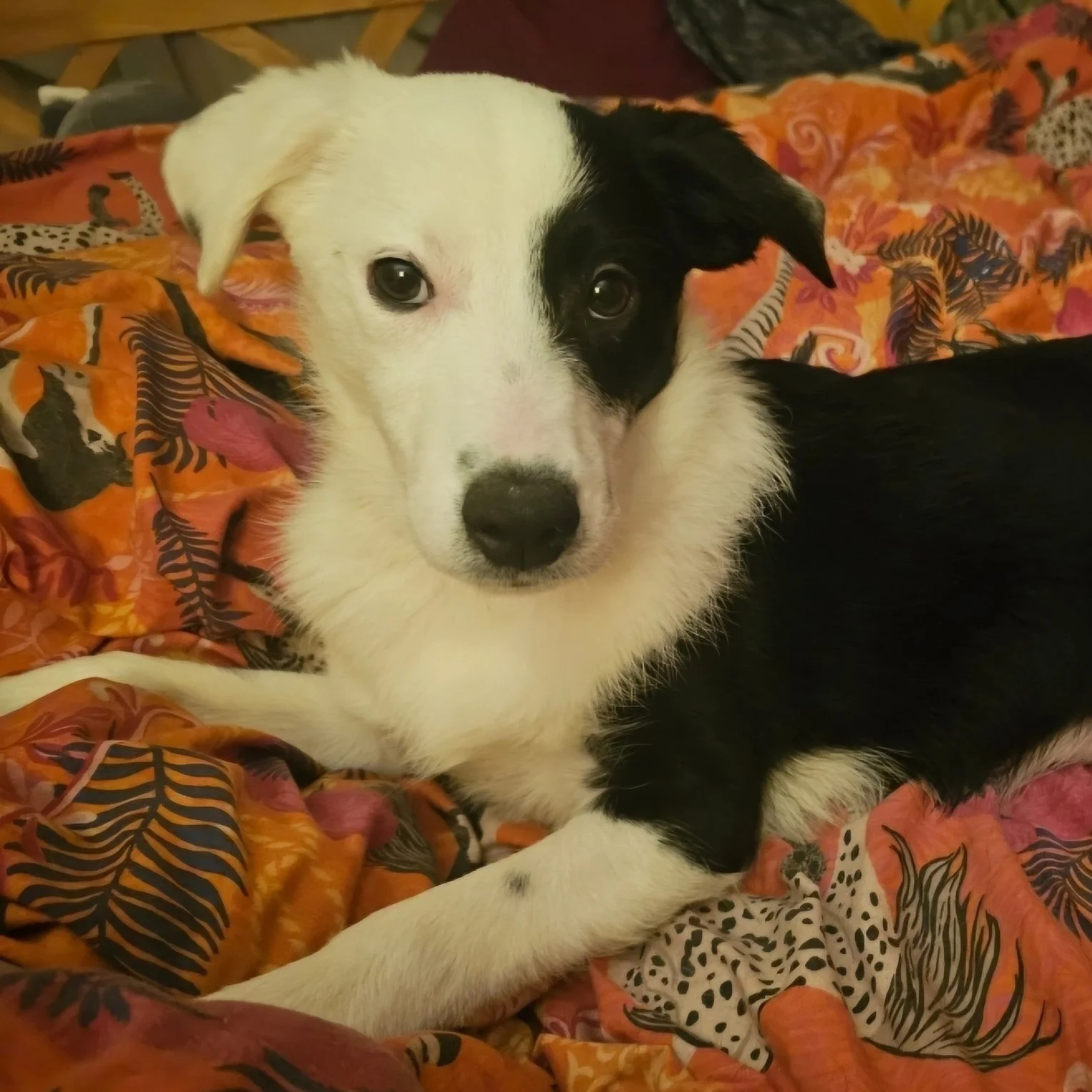 Dogs For Rehoming — Protecting Preloved Border Collies