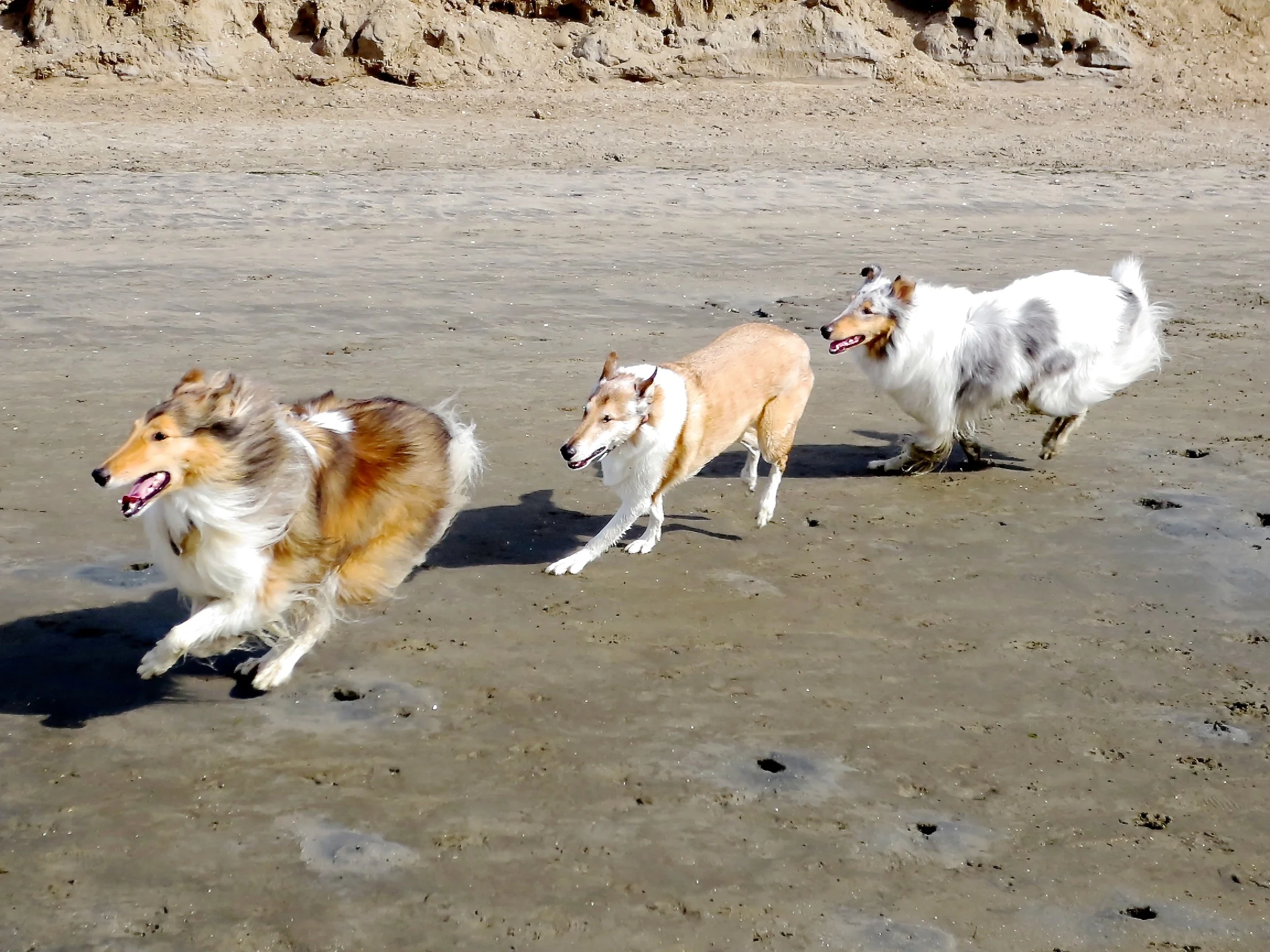 Southland Collie Rescue