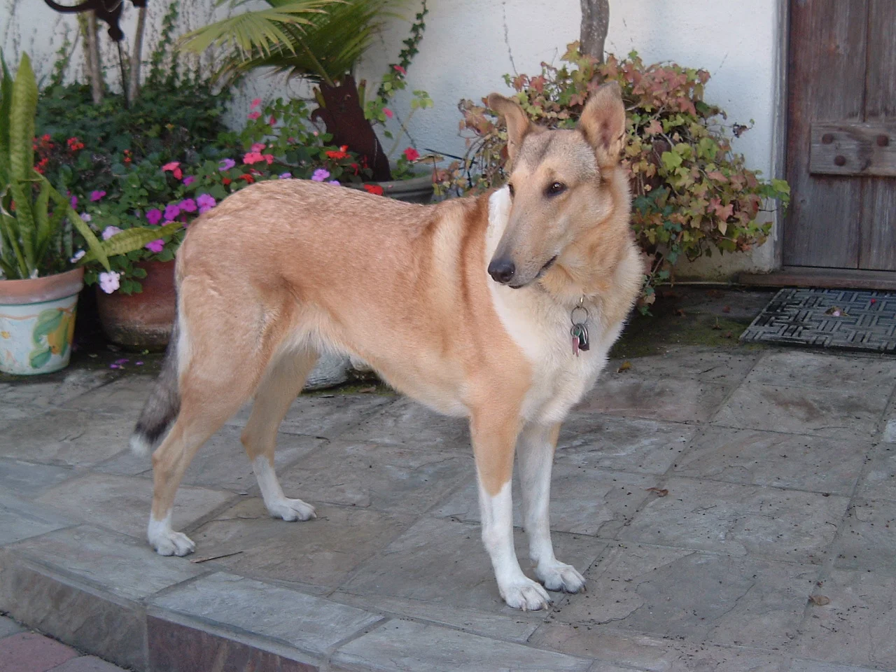 About Collies — Southland Collie Rescue