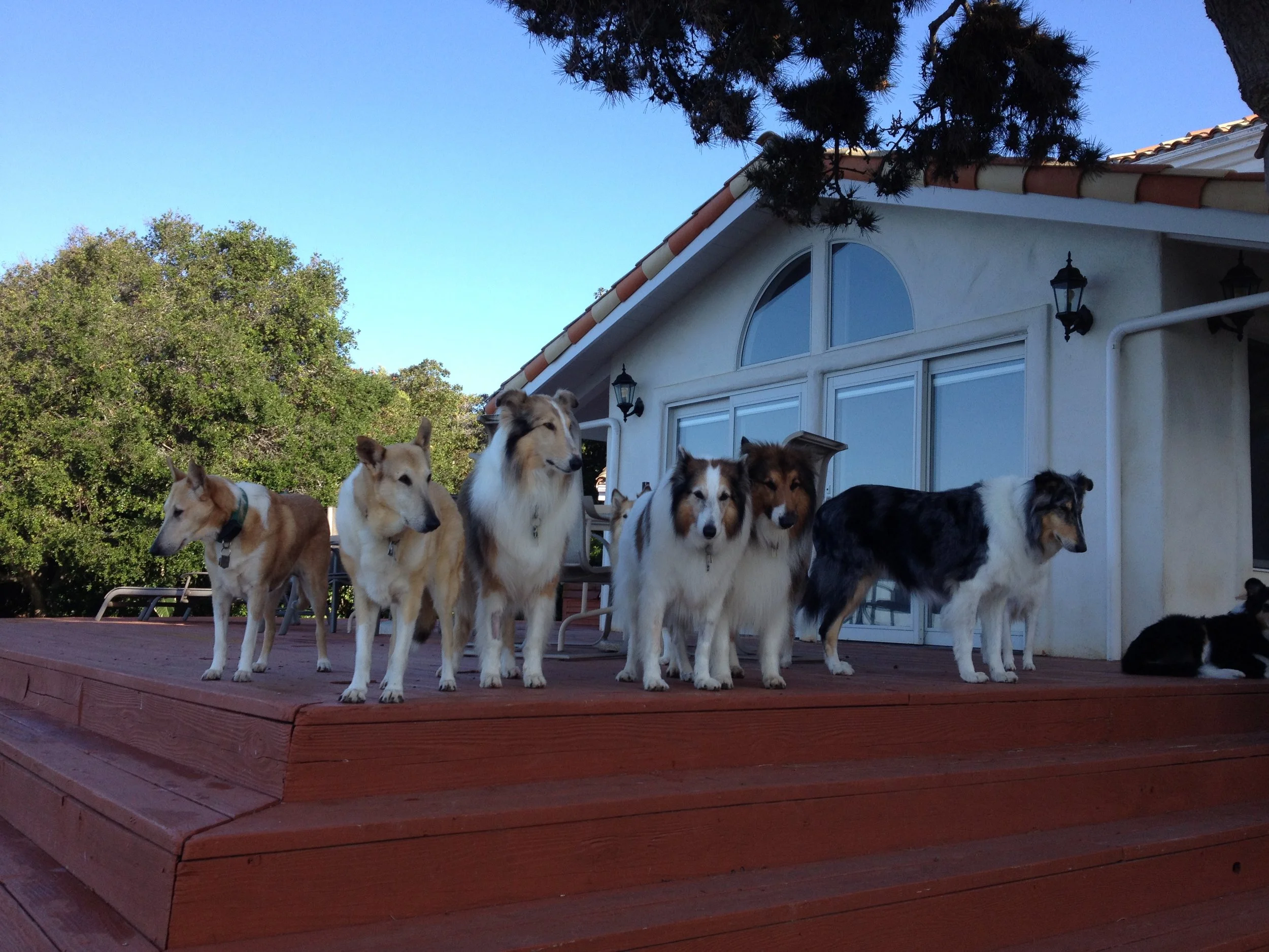 Southland Collie Rescue