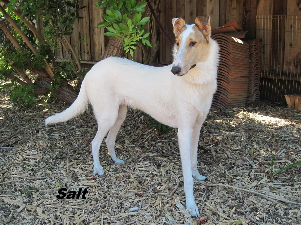 Southland Collie Rescue