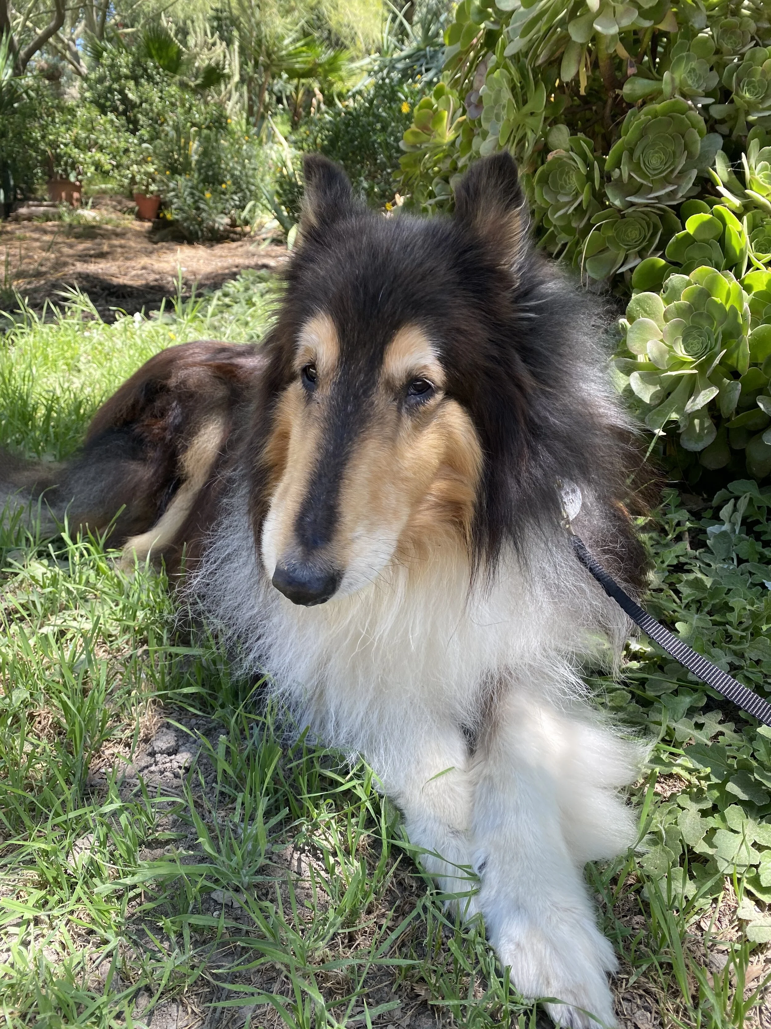 Southland Collie Rescue
