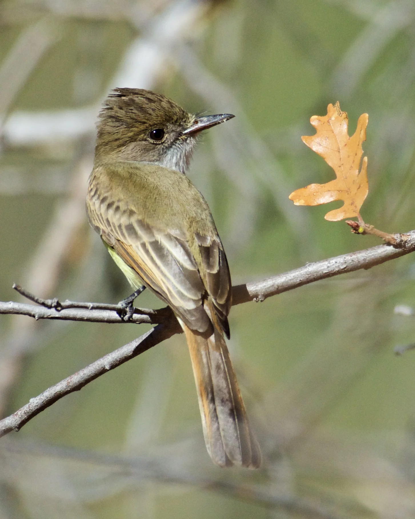Member Photo Gallery — Red Cliffs Audubon
