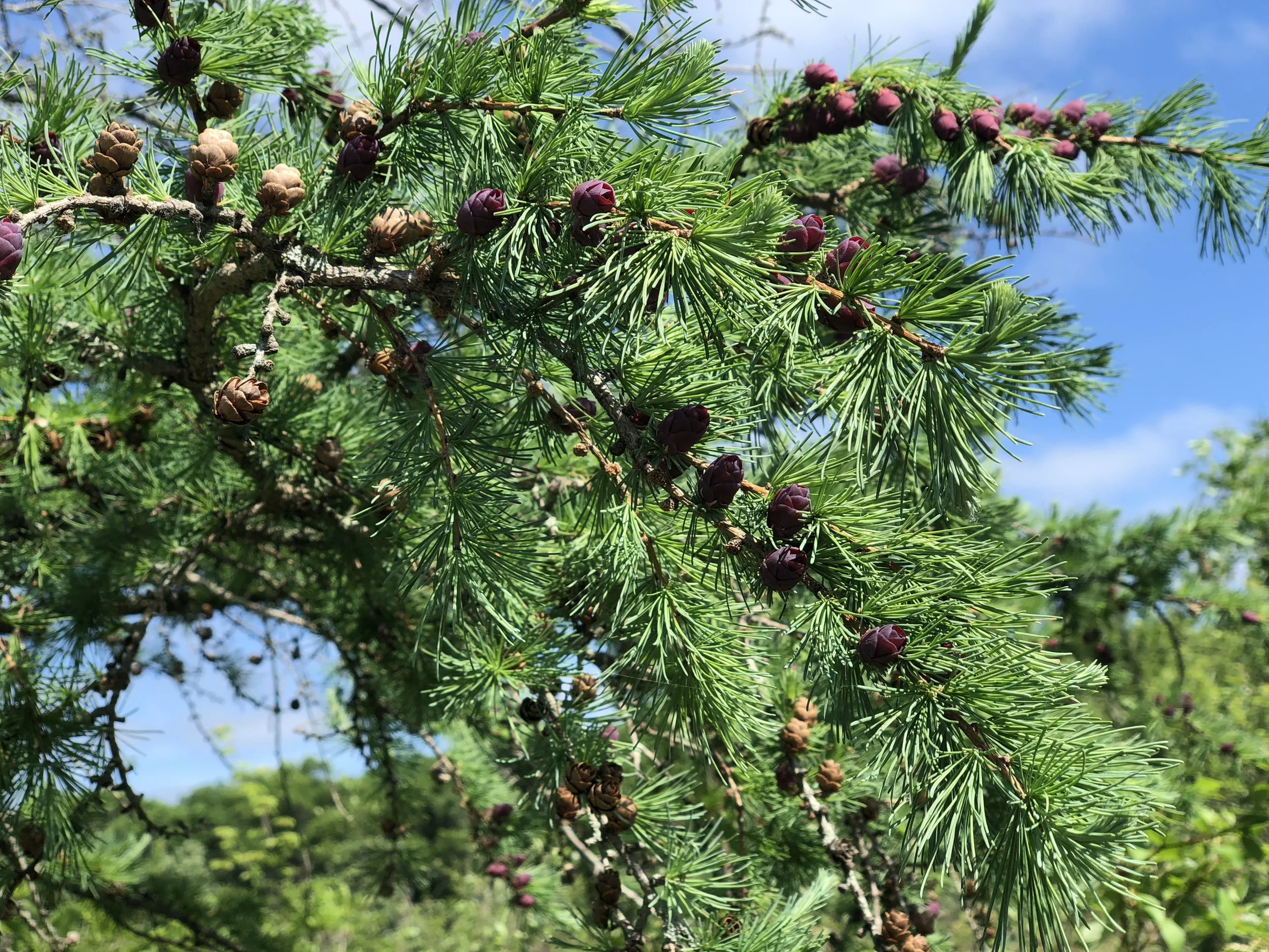 Overview of the Preserve — Tamarack Nature Preserve