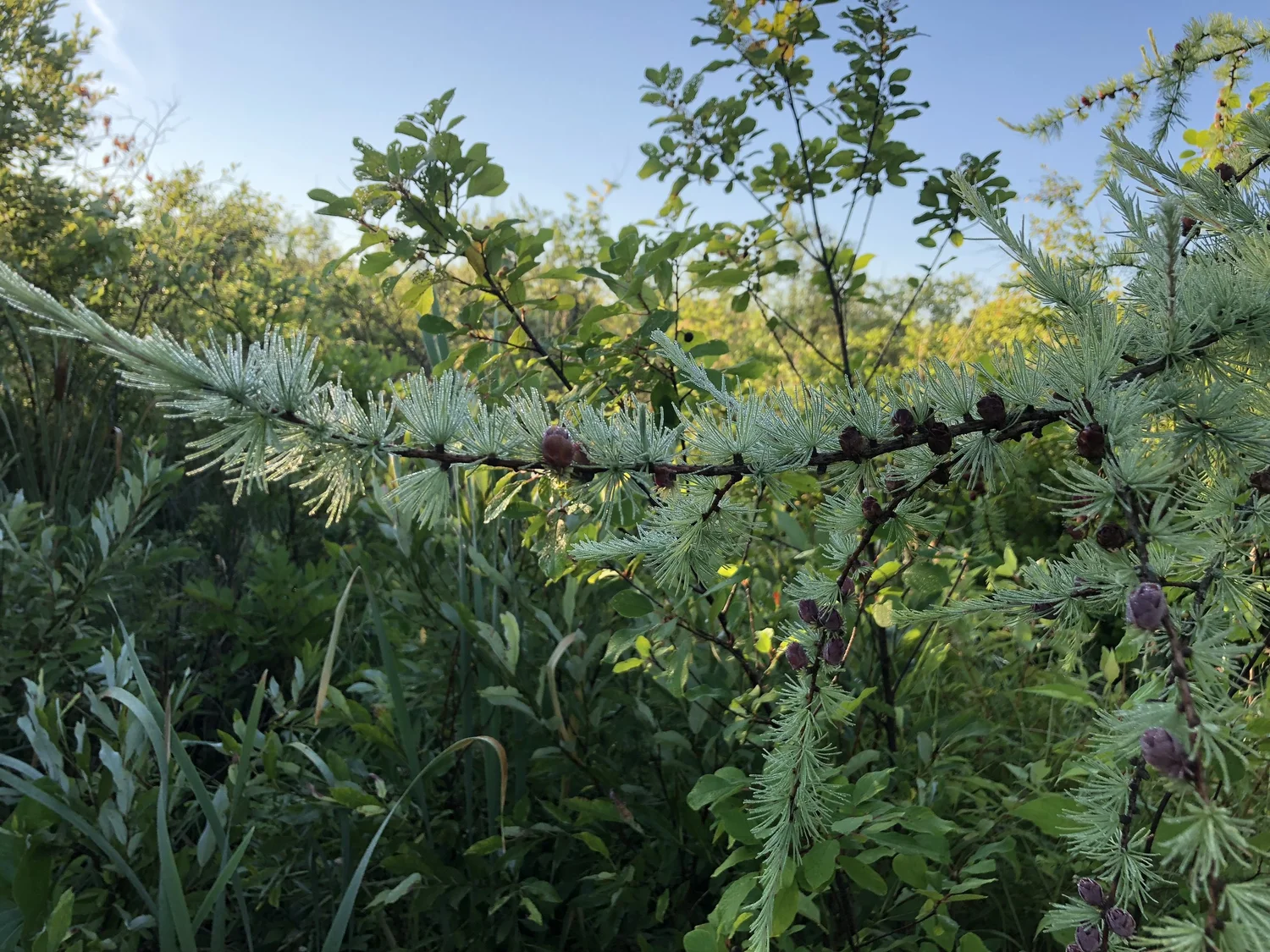 Tamarack Nature Preserve