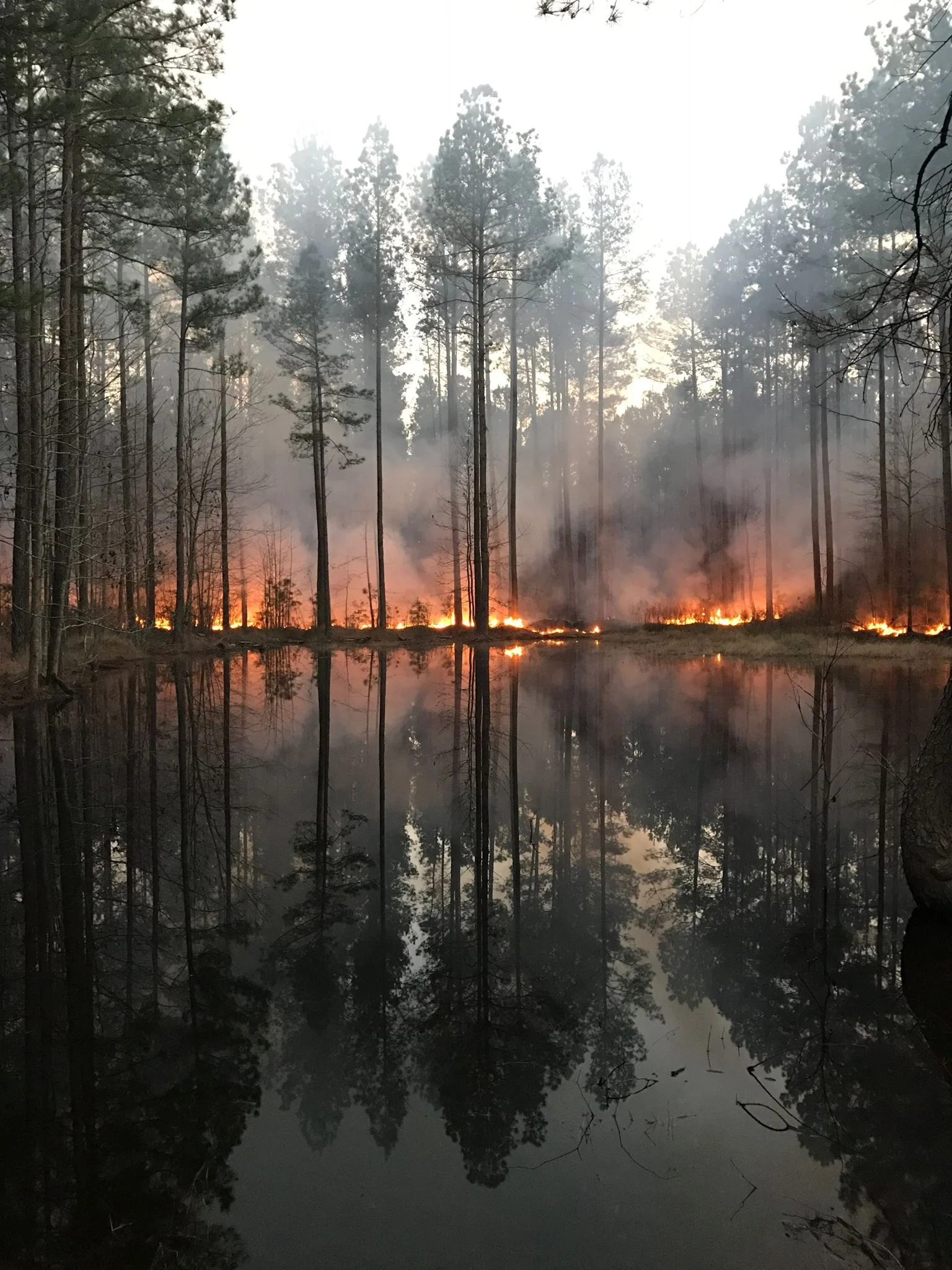 Indian Field Quail Preserve