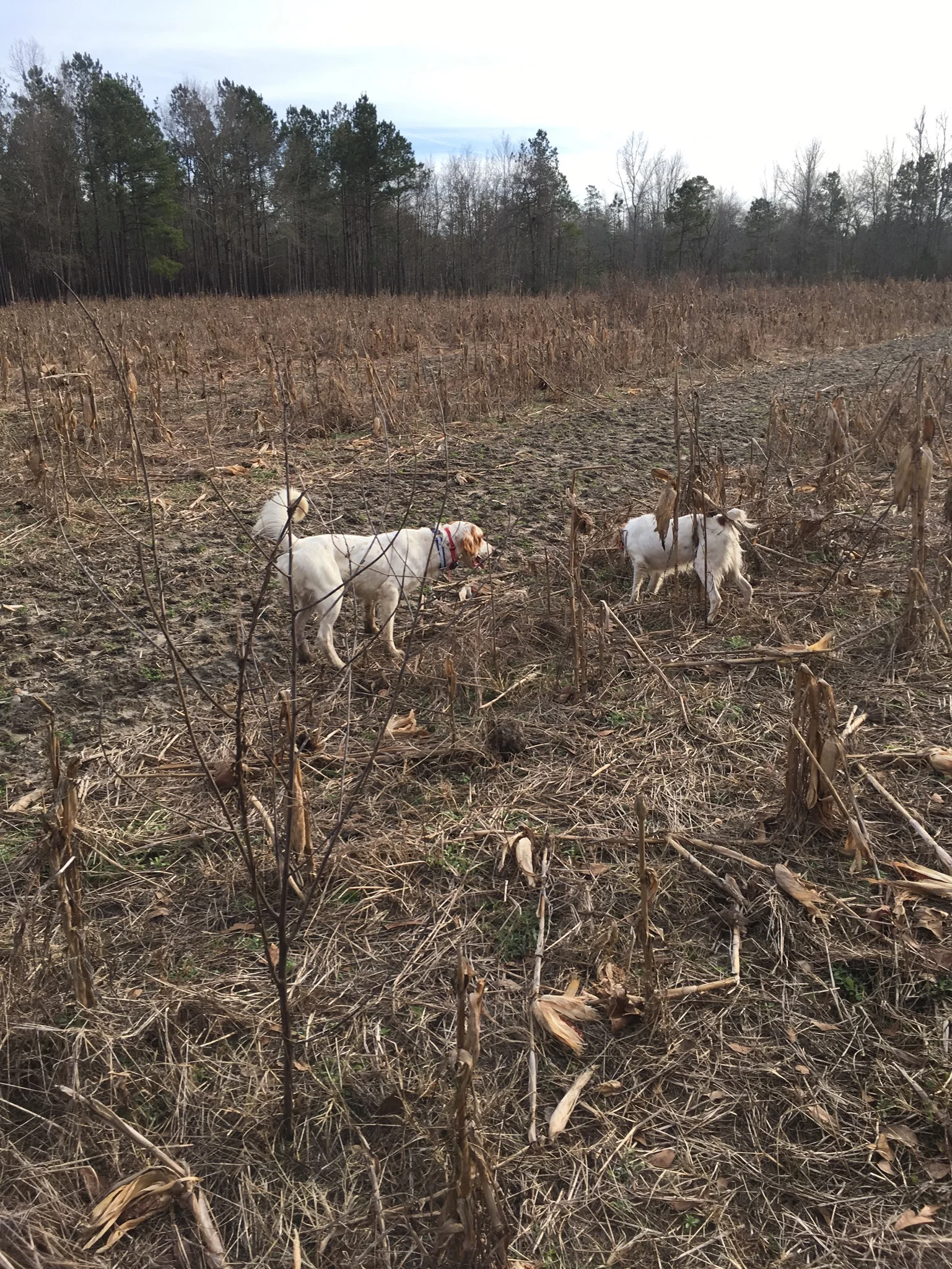Indian Field Quail Preserve