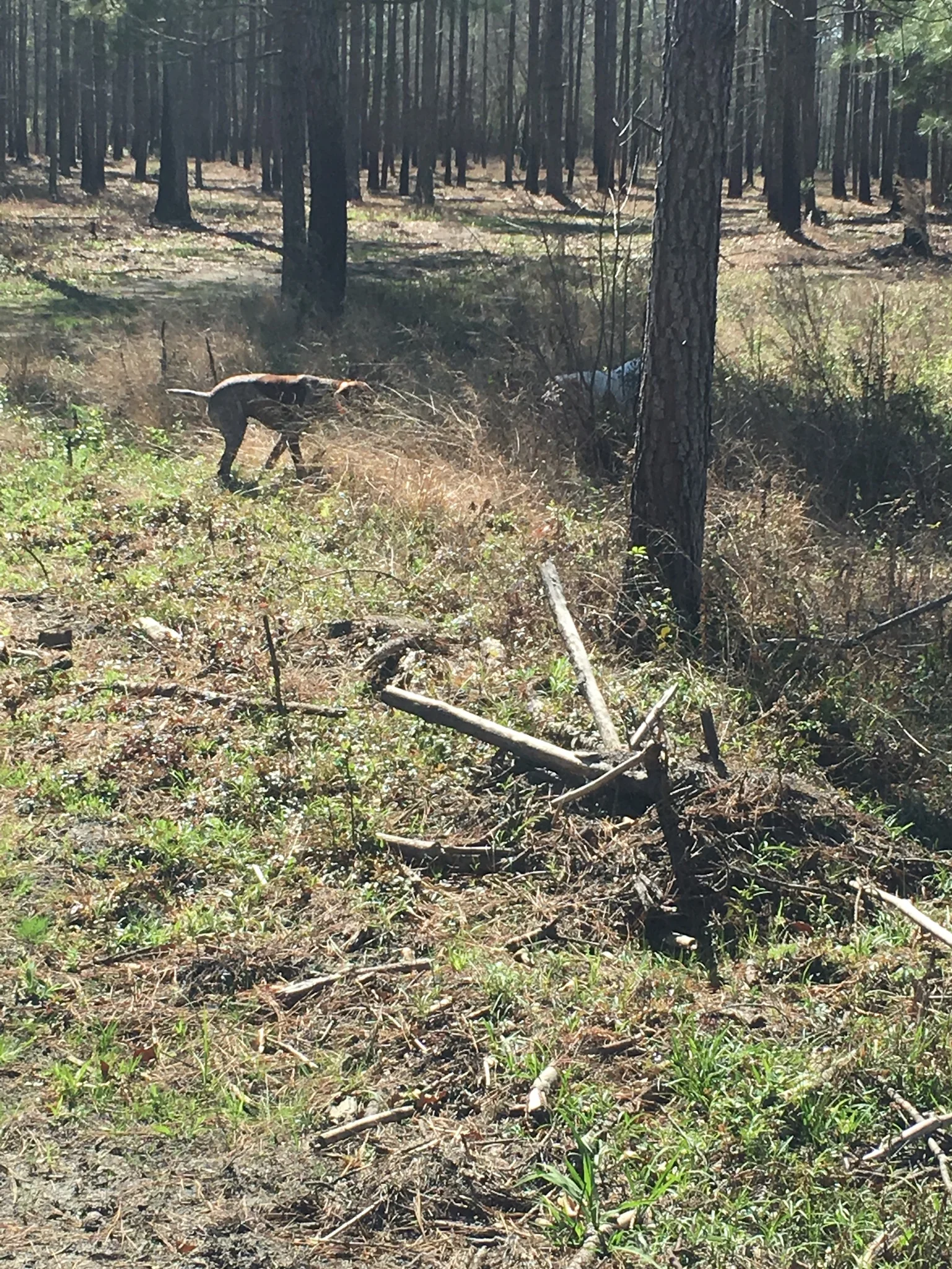 Indian Field Quail Preserve