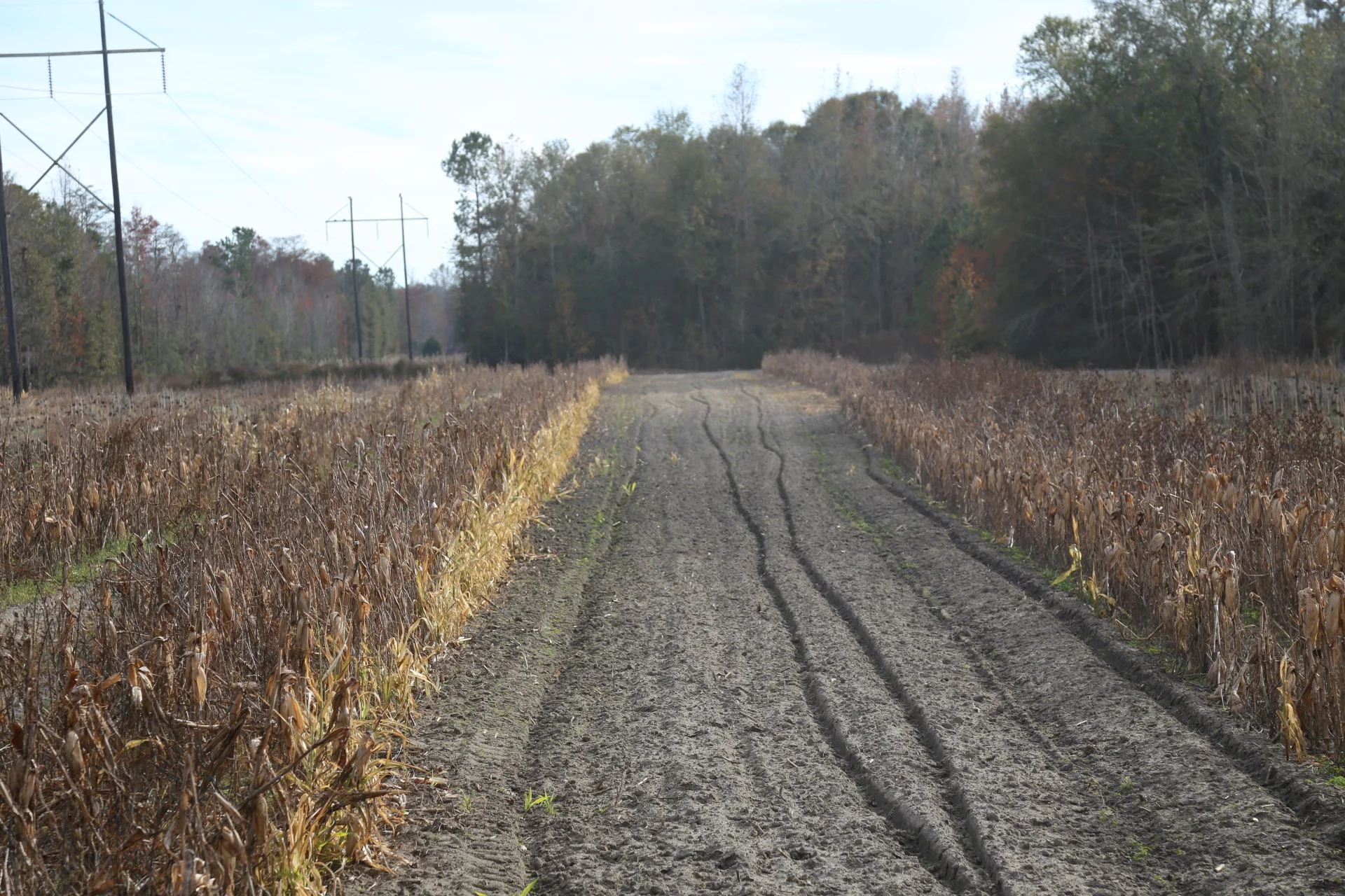 Indian Field Quail Preserve