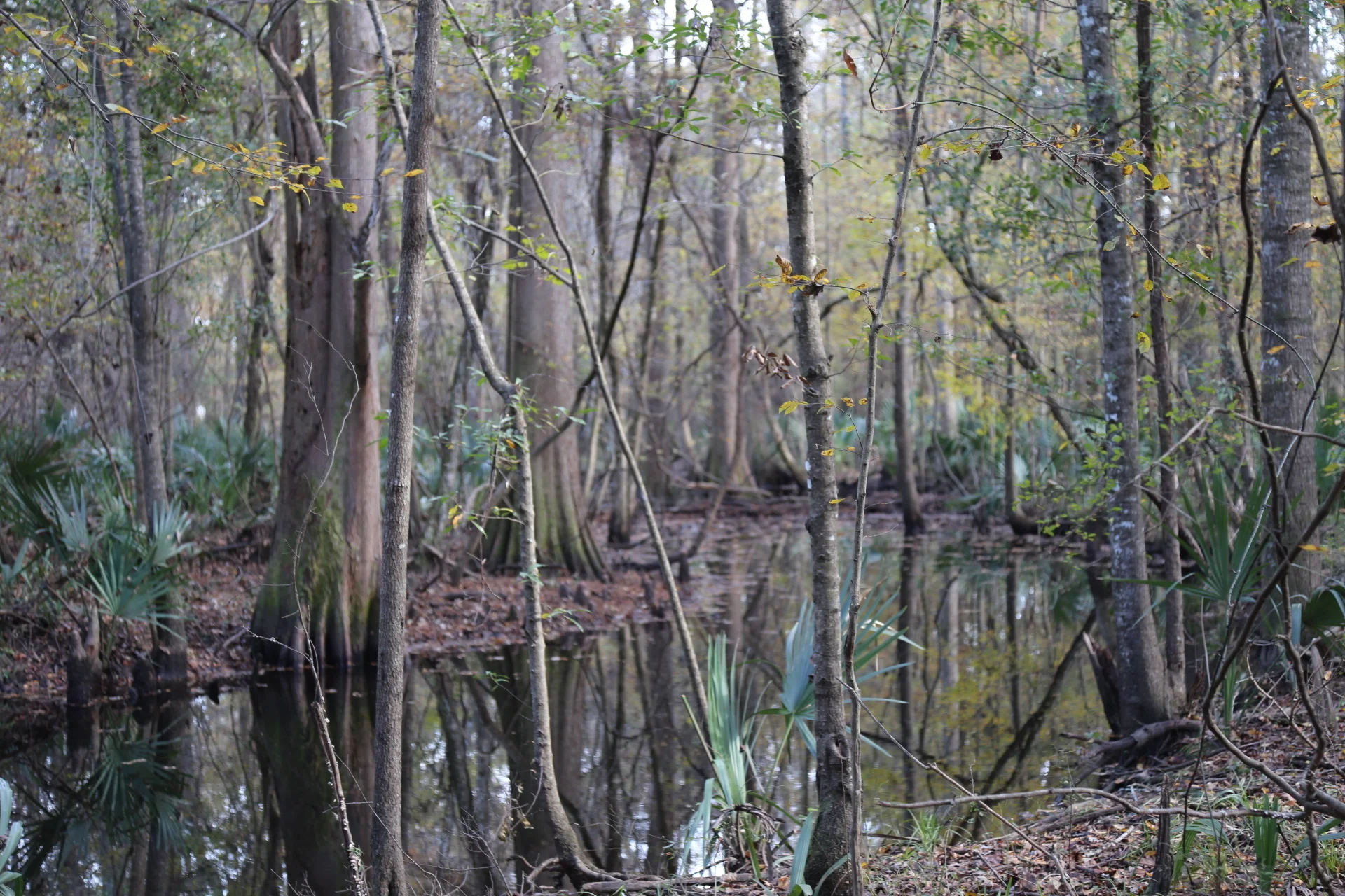 Indian Field Quail Preserve