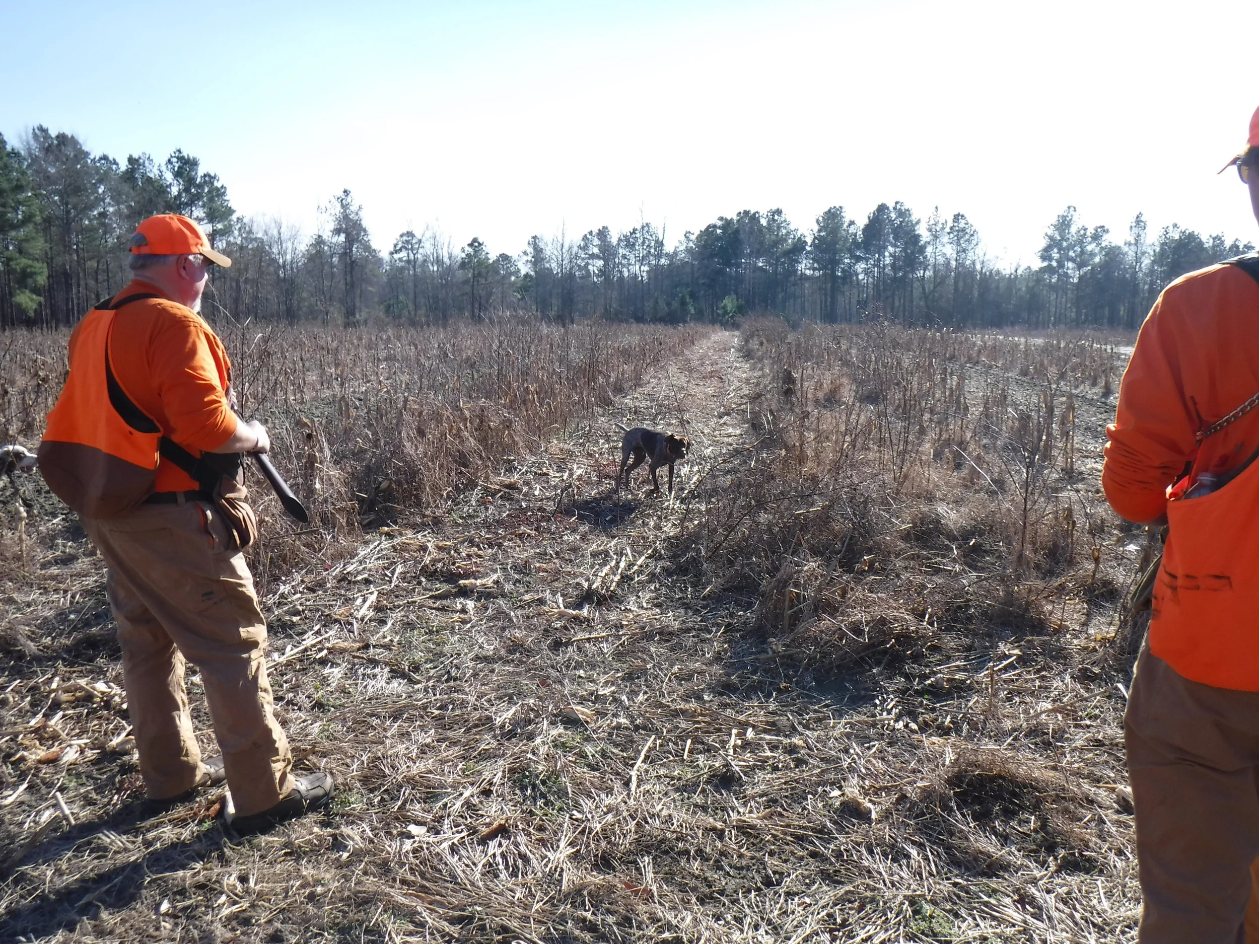 Indian Field Quail Preserve