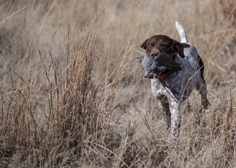 Indian Field Quail Preserve