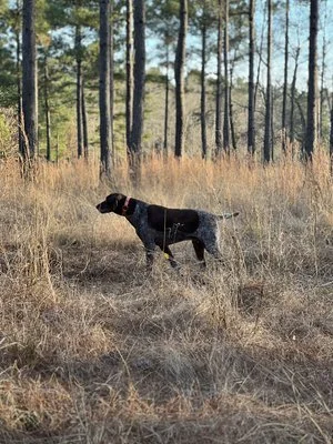 Indian Field Quail Preserve