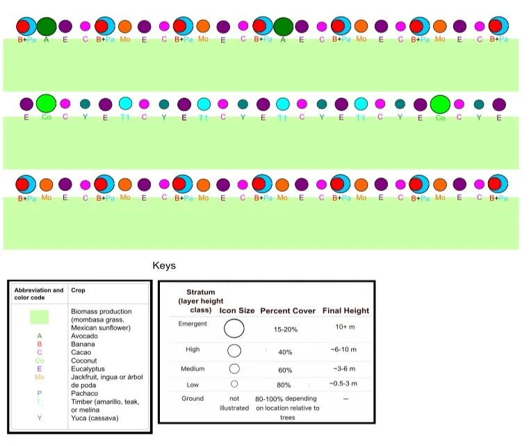 Our Syntropic Agroforestry System — Regeneration Field Institute