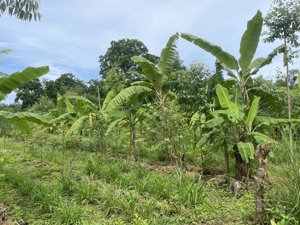 Our Syntropic Agroforestry System — Regeneration Field Institute