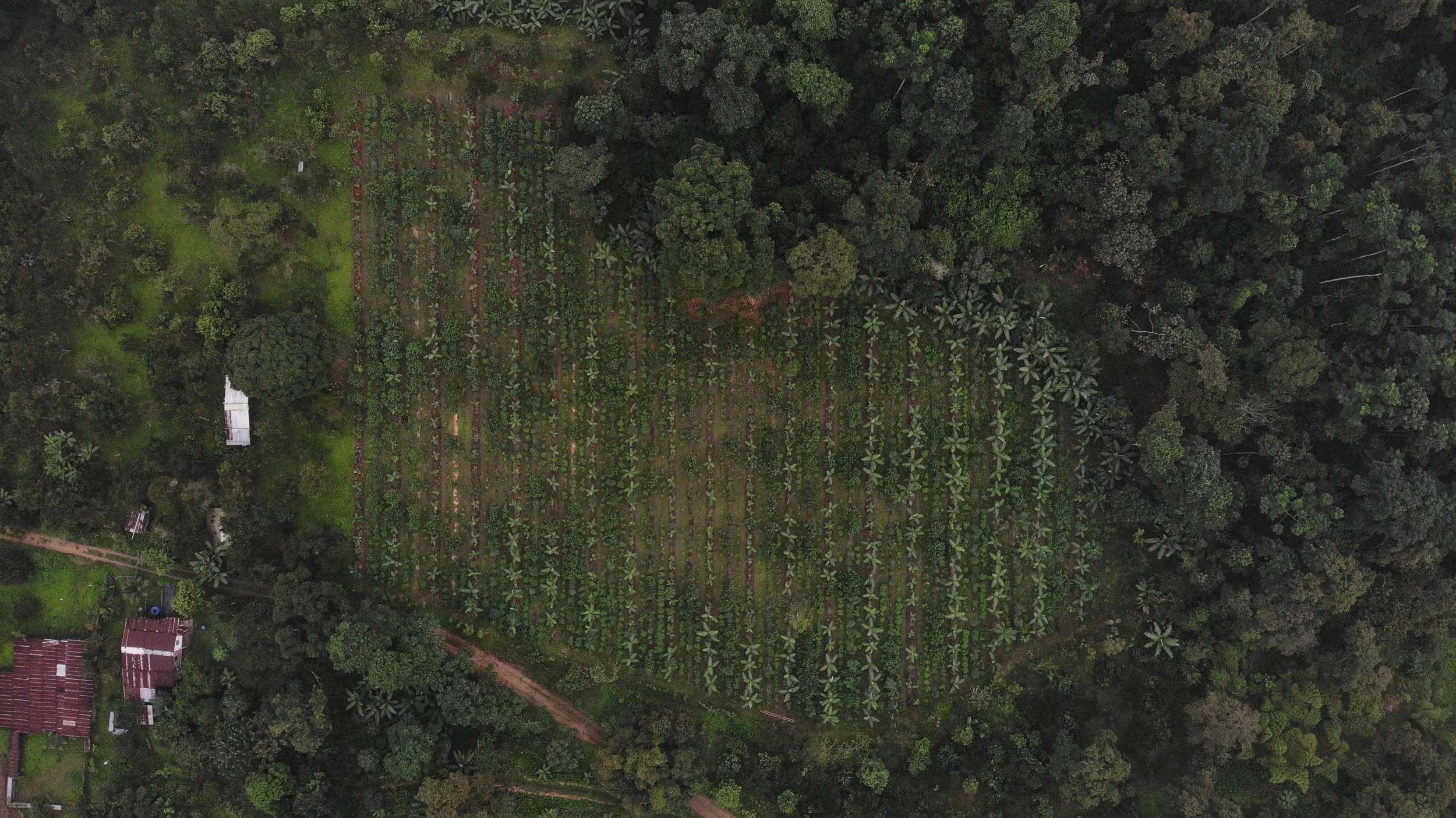 Our Syntropic Agroforestry System — Regeneration Field Institute