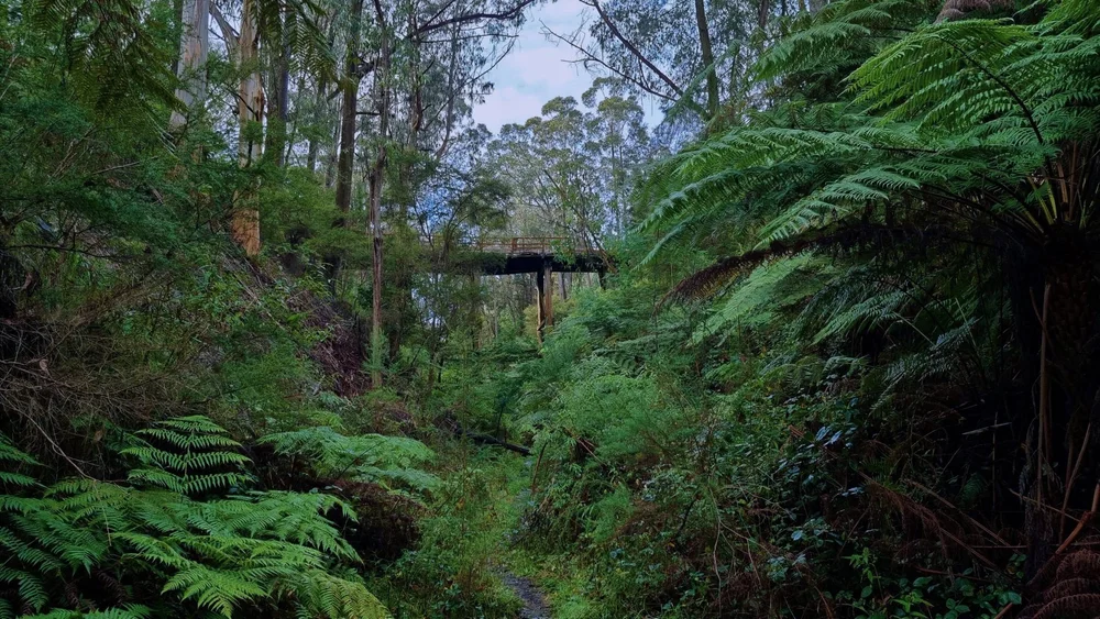 Rainforest Rescue — Escape Rooms & VR Games?