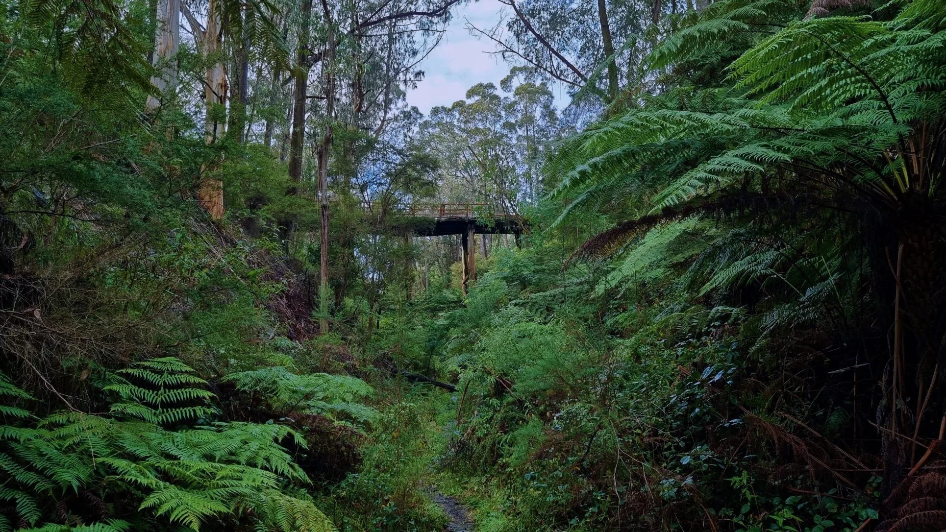 Rainforest Rescue — Escape Rooms & VR Games?