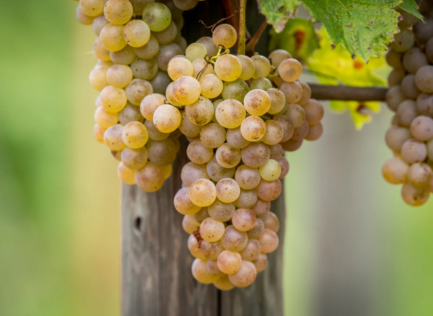 Giovanni Almondo — Piedmont Wine Imports