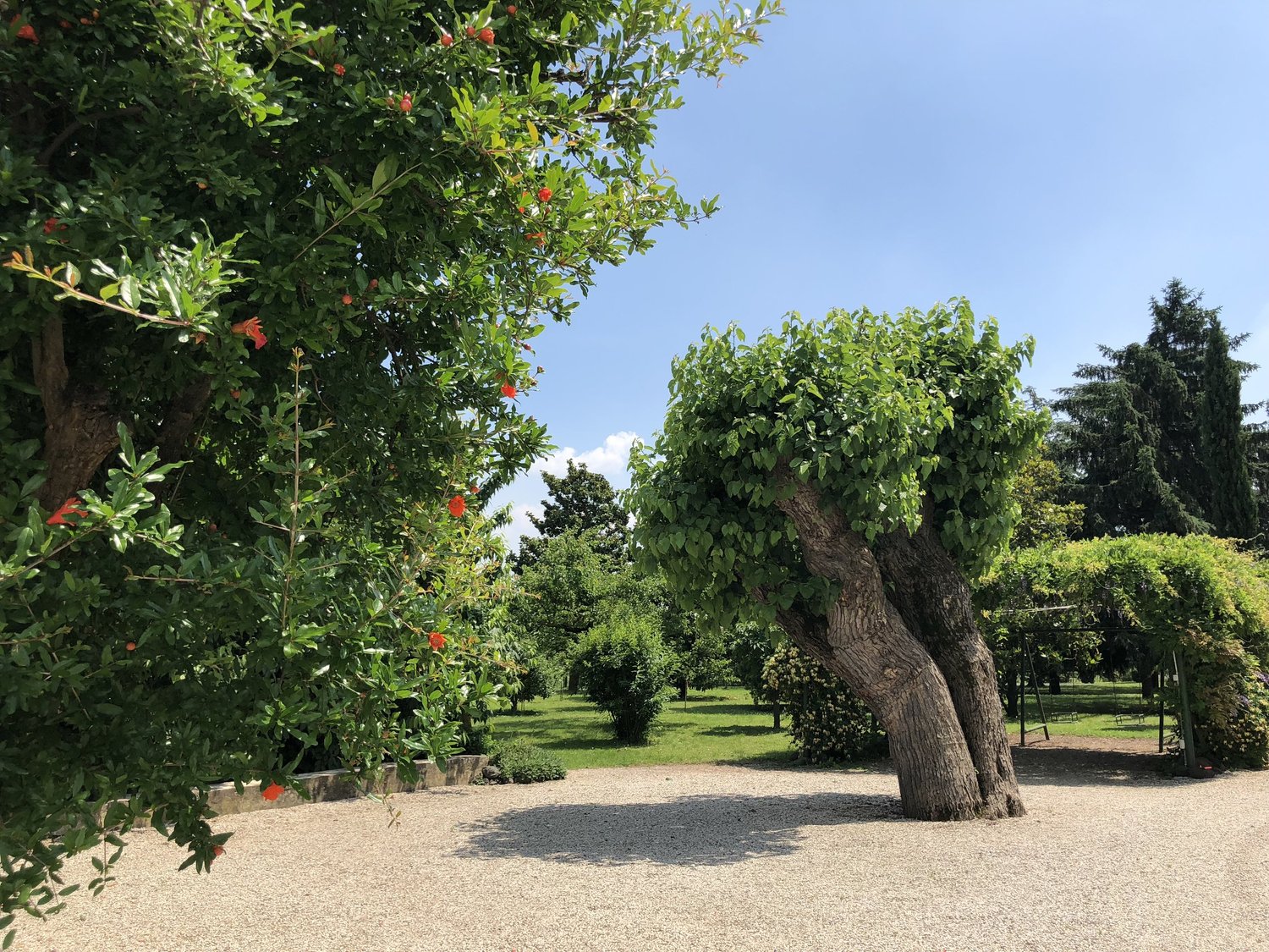 La Cappuccina — Piedmont Wine Imports