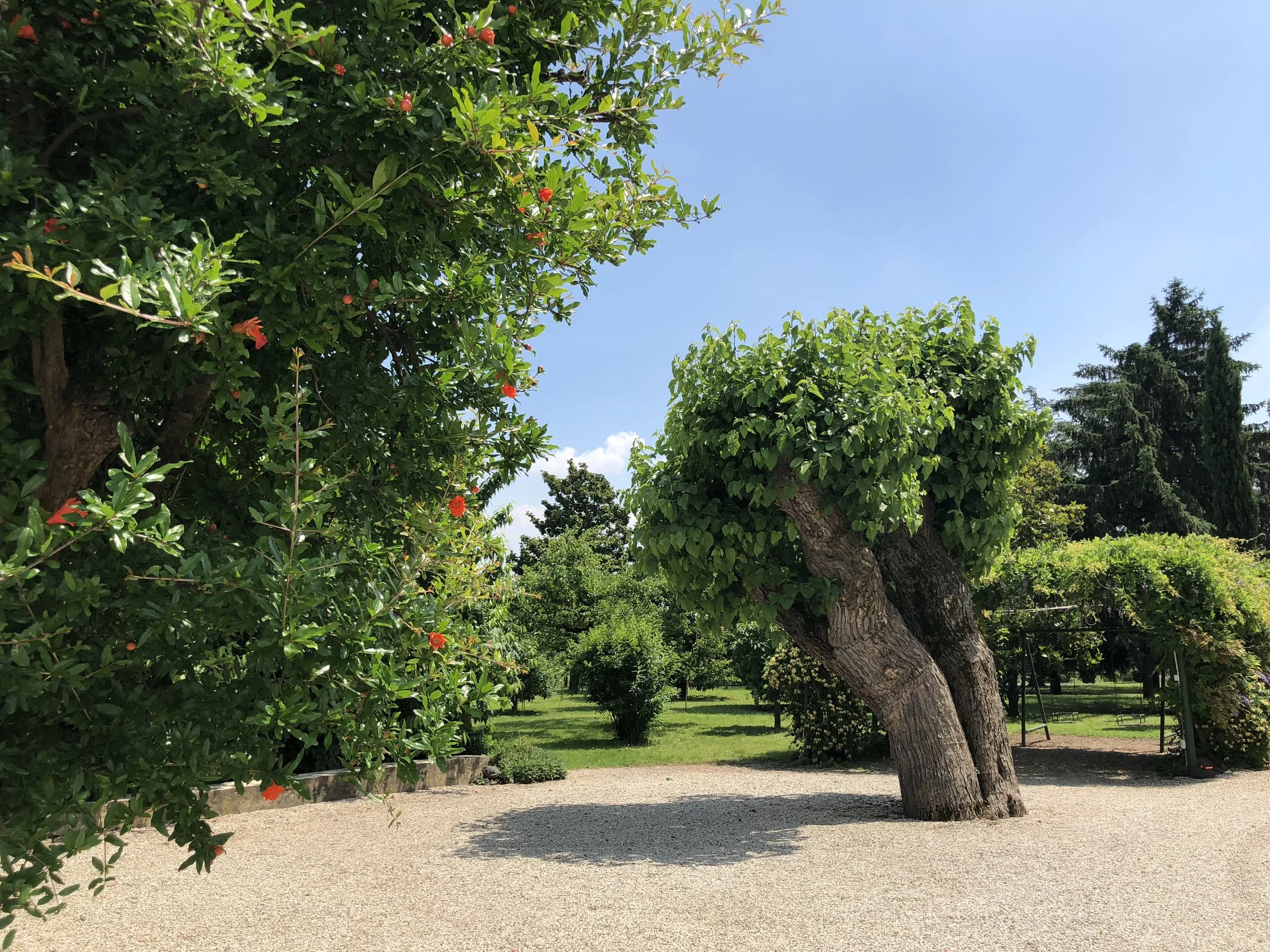 La Cappuccina — Piedmont Wine Imports