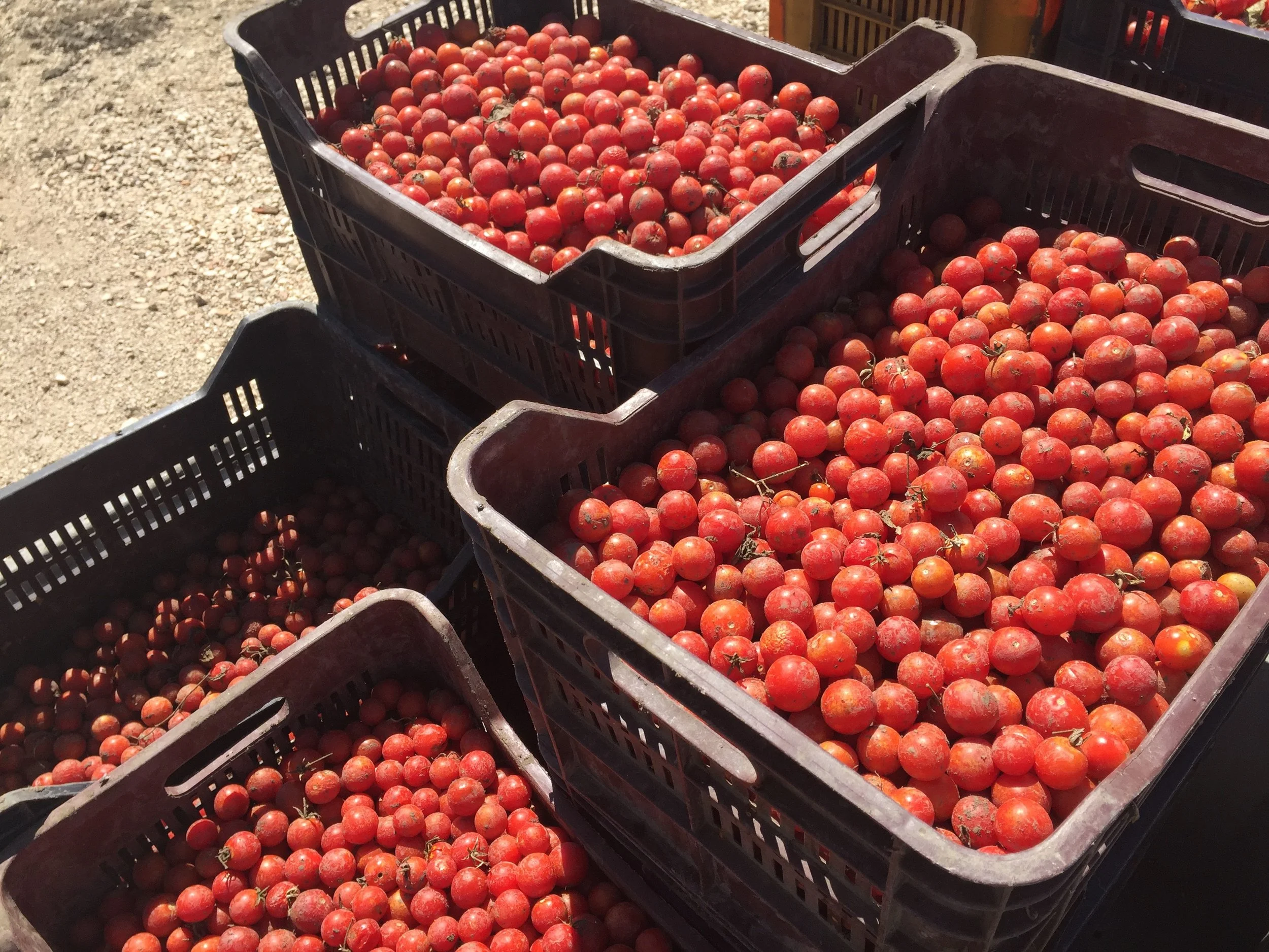 Pastas & Tomatoes — Piedmont Wine Imports