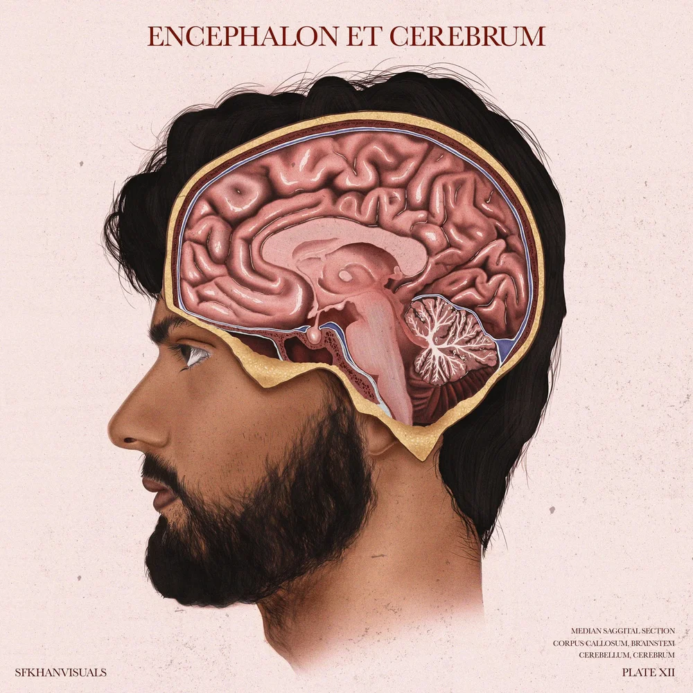 UTM neuroanatomy course taking a personal approach to illustrating the ...