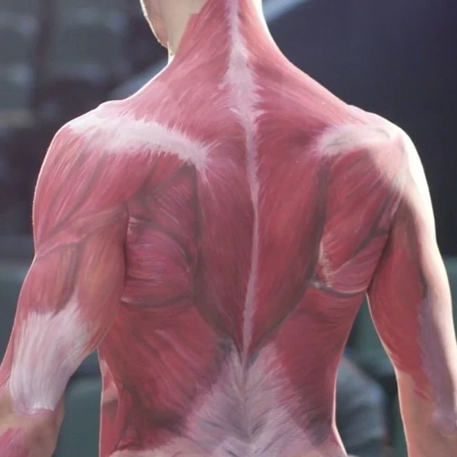 Living Anatomy Workshop — Master of Science in Biomedical Communication