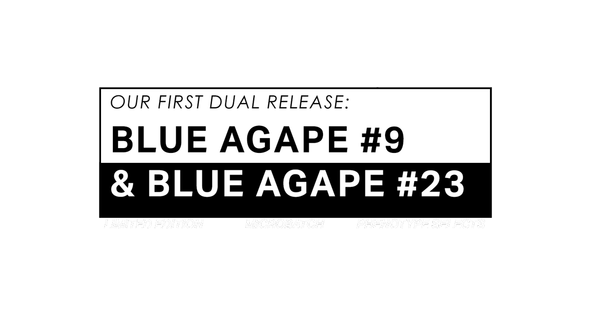 Research and Development — MAVEN GENETICS