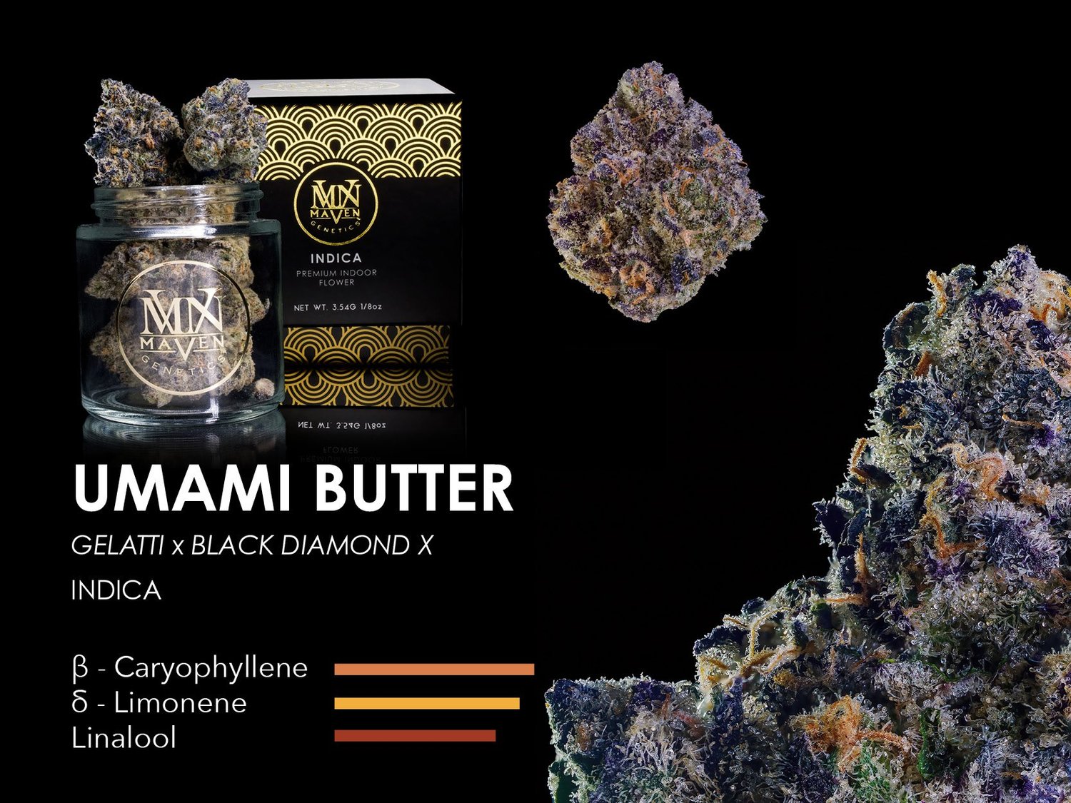 Mavens Spring Strain Collection — MAVEN GENETICS