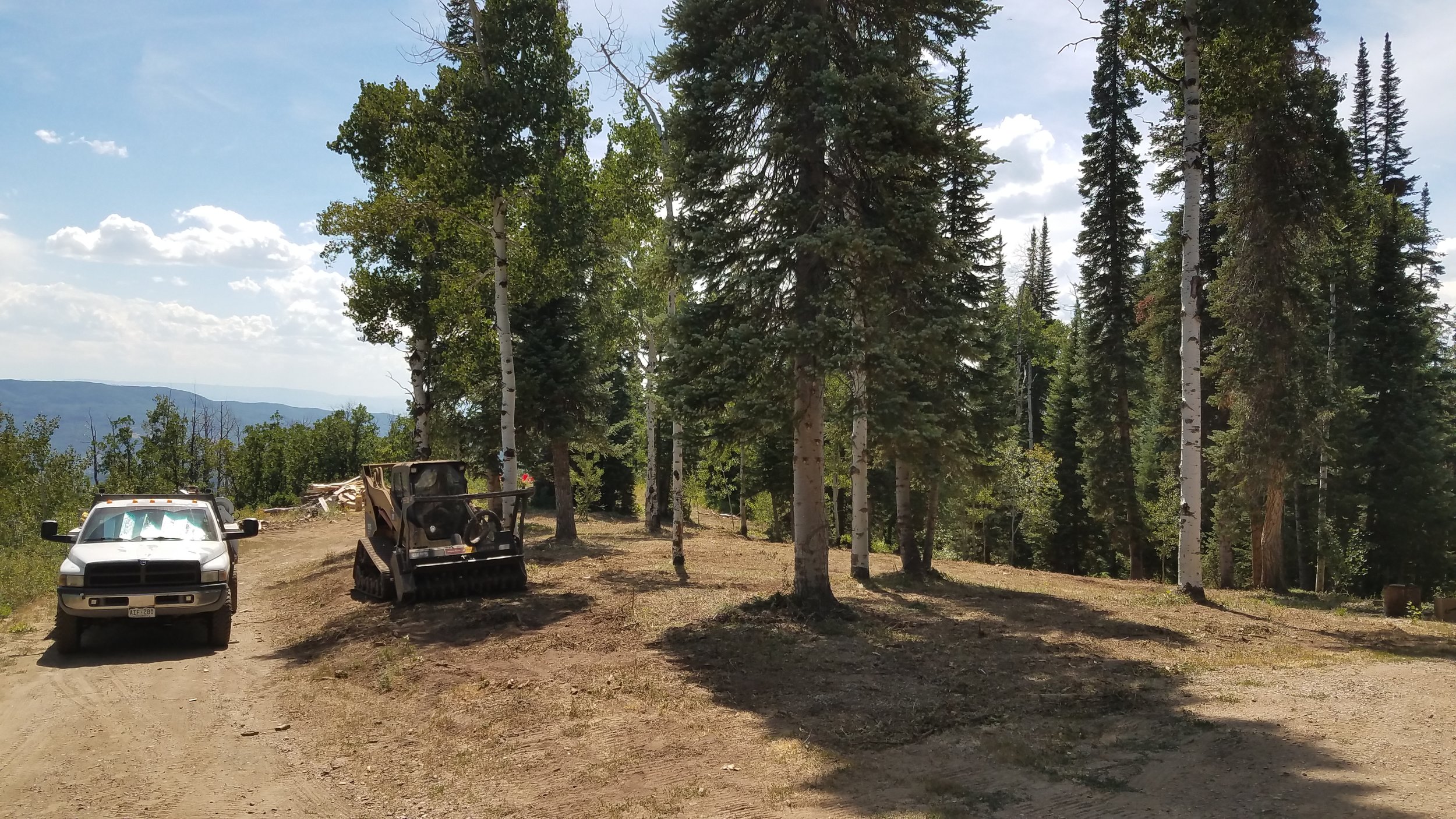 Mastication — Marshall Forestry Solutions