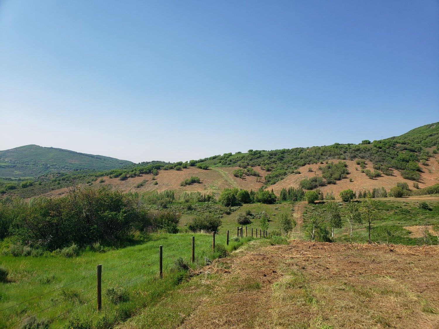 Mastication — Marshall Forestry Solutions