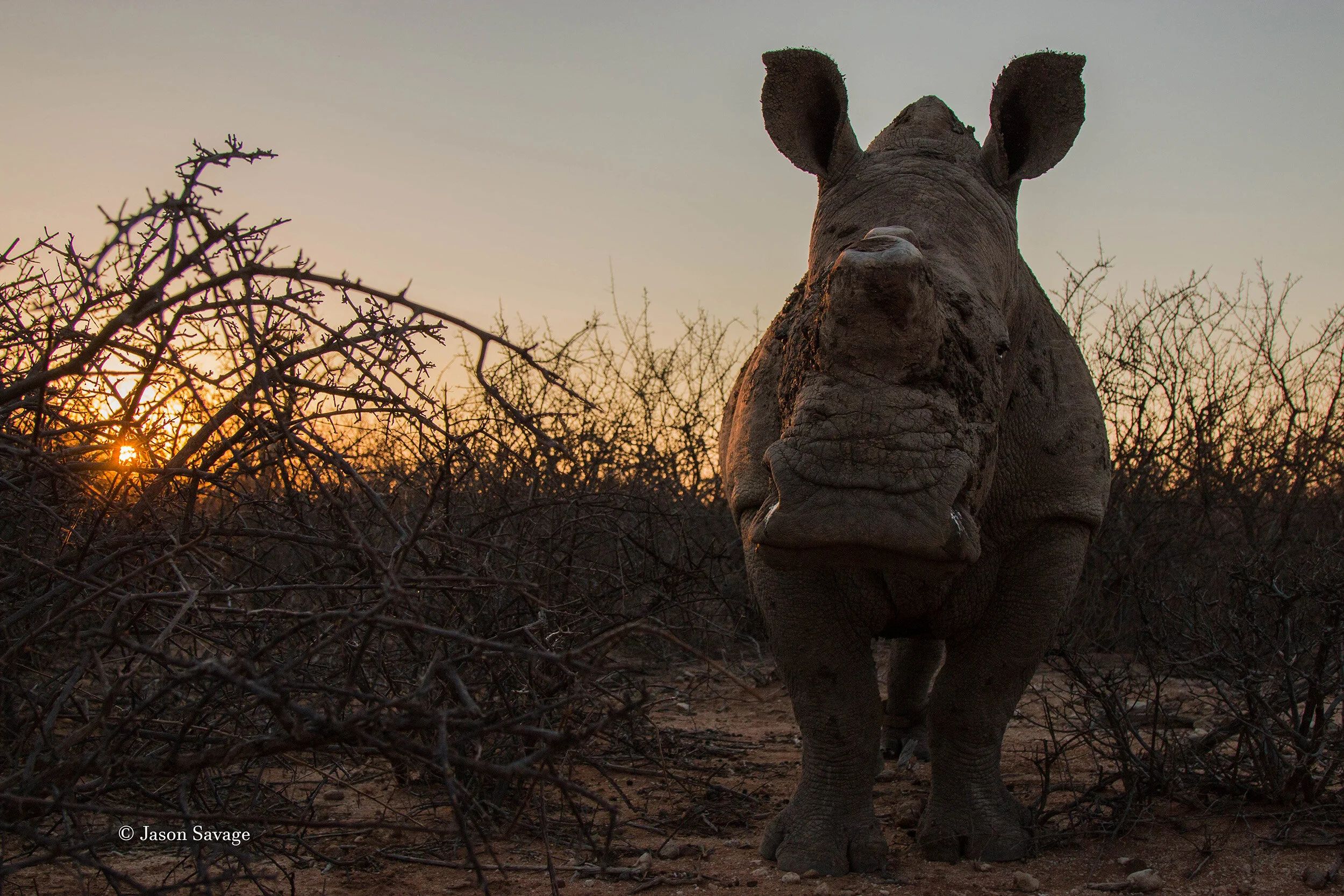 White Rhino Monitoring — Jason Savage Photo
