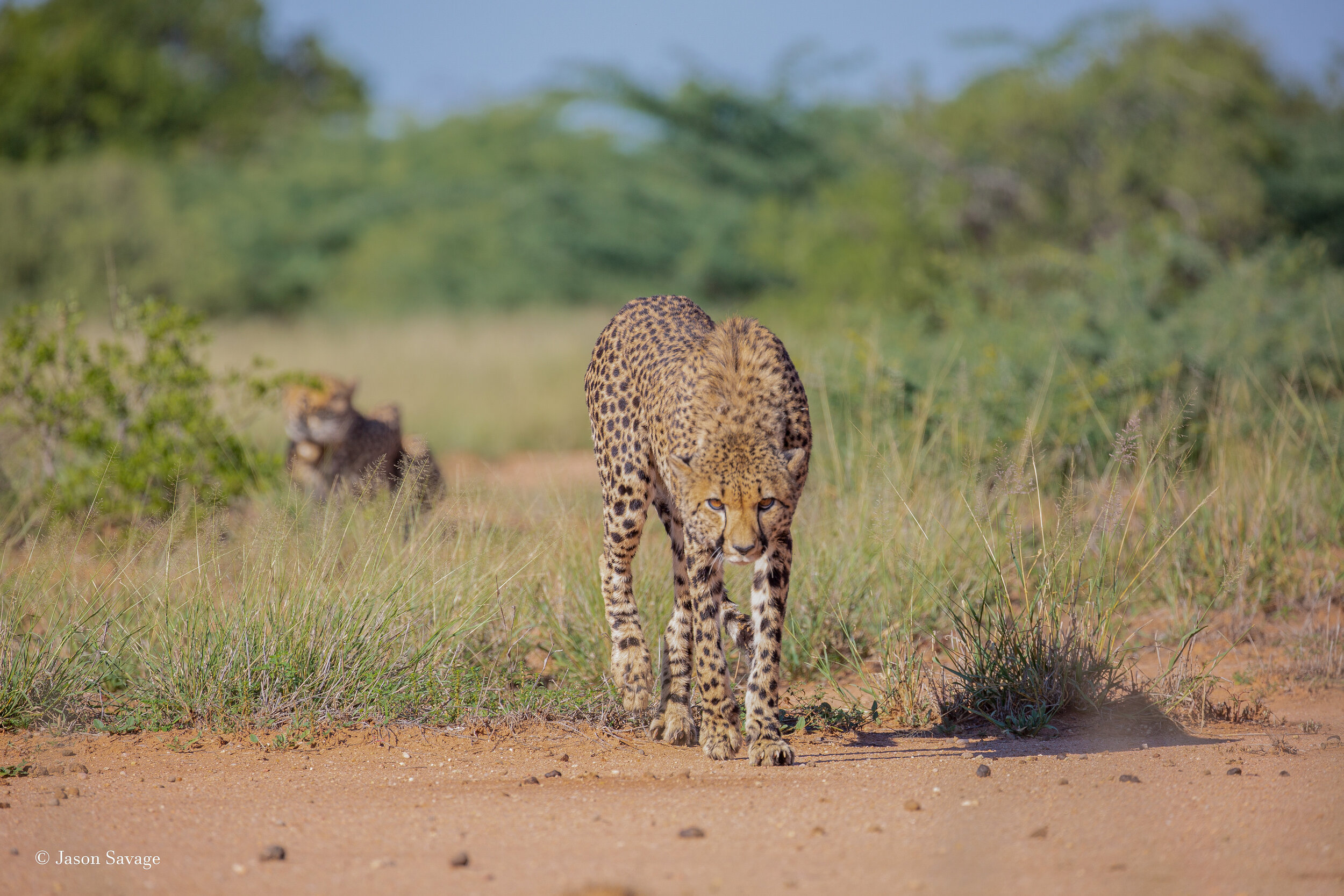 About — Jason Savage Photo