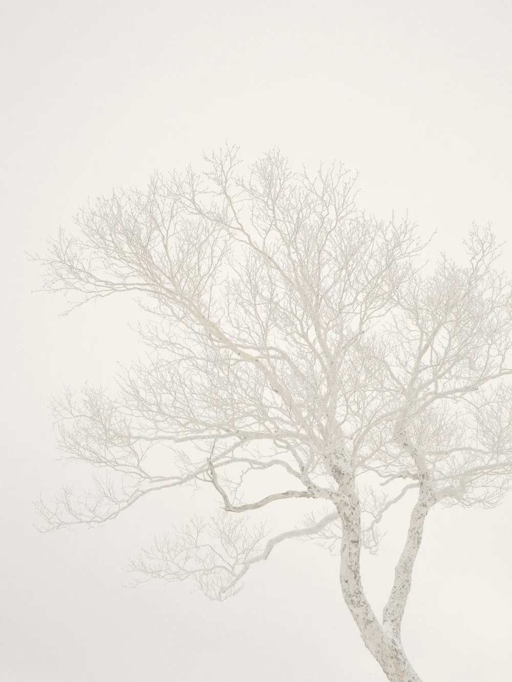 How Photographer and Illustrator Chikae Howland Spends Her Mornings ...