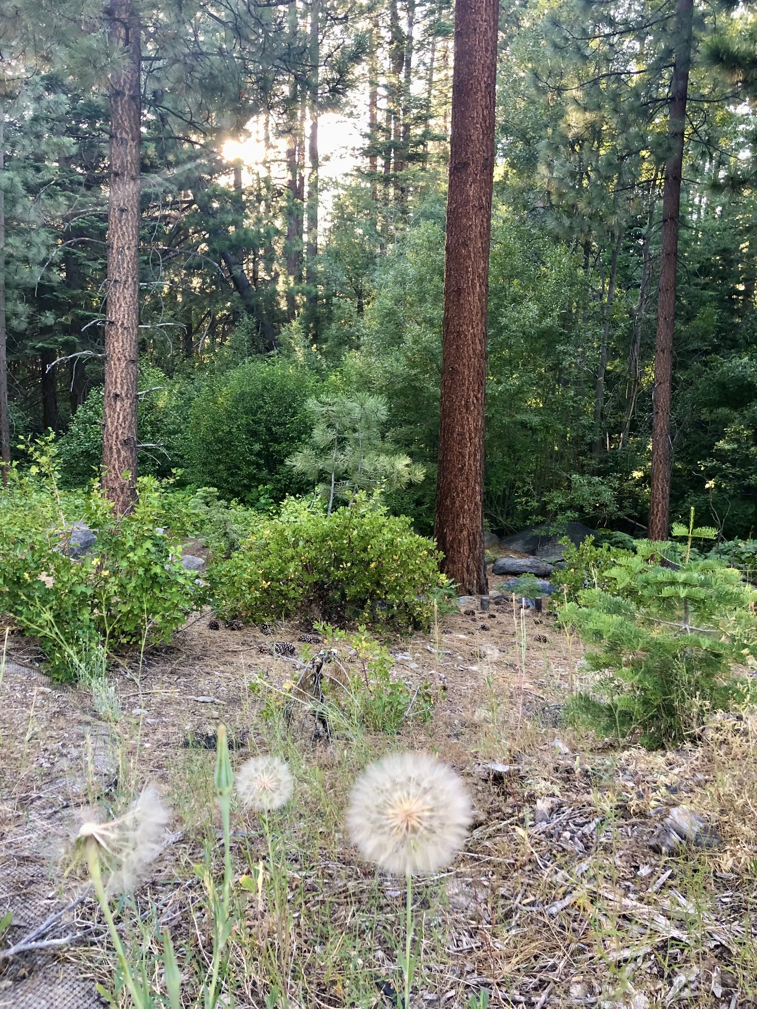 Discover the Unique Aspects of Lake Tahoe's Low-Res Creative Writing MFA