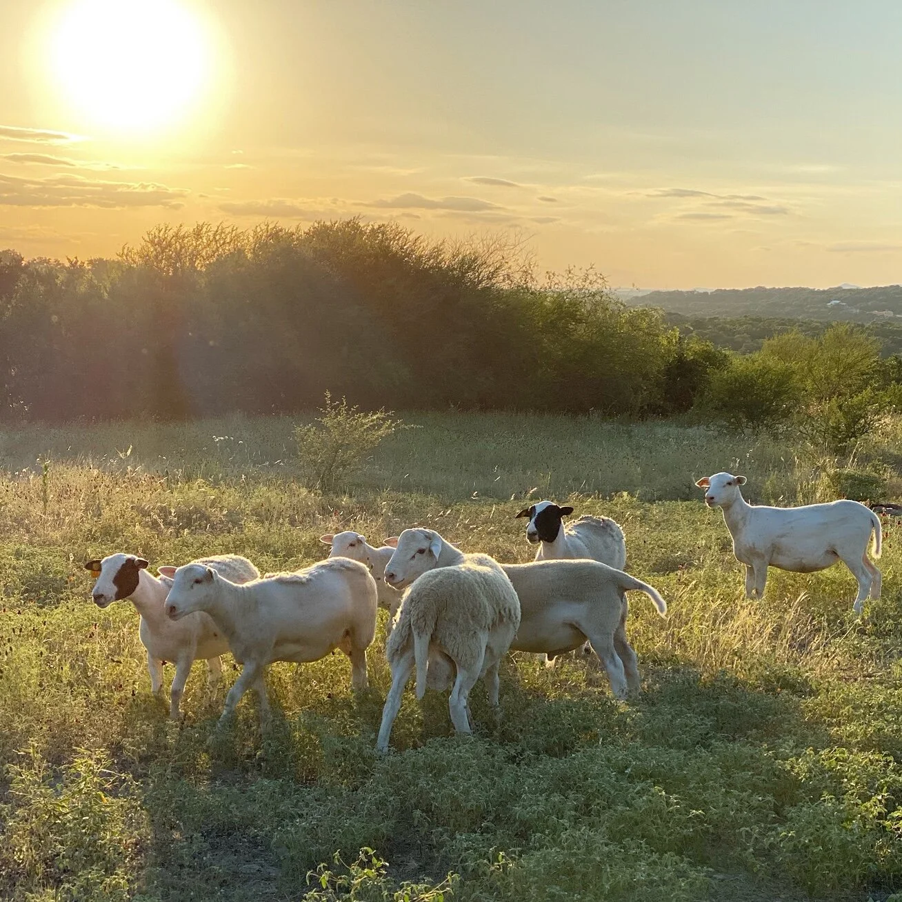 Pure Pastures - Texas grass fed beef & lamb, Pasture raised pork & eggs ...