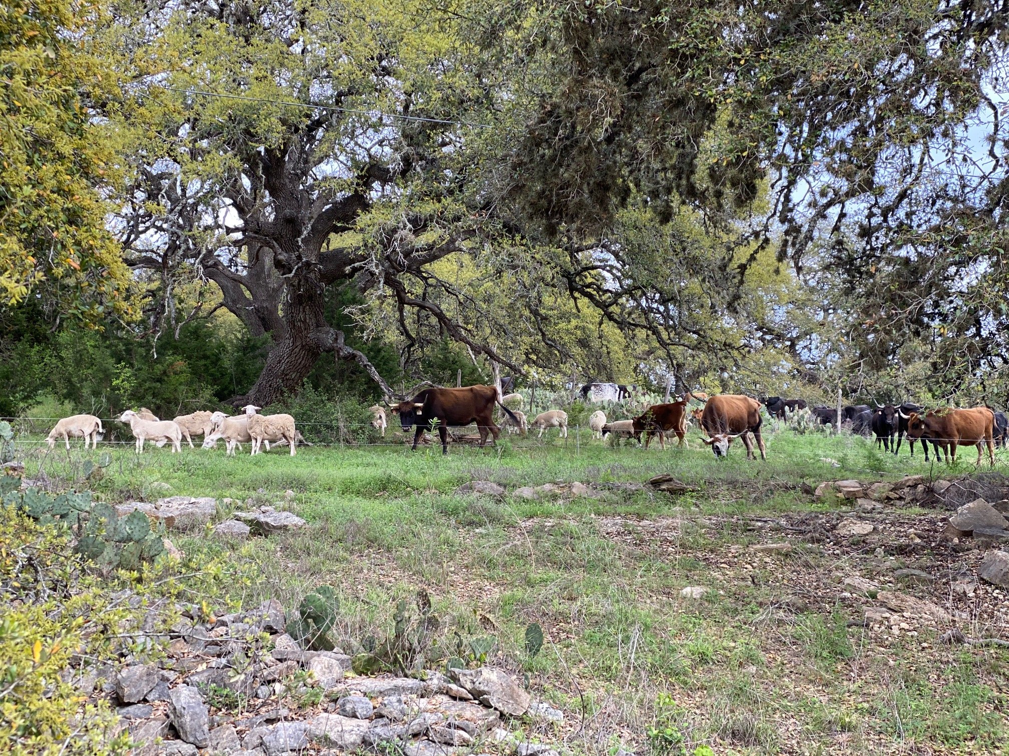 Pure Pastures - Texas grass fed beef & lamb, Pasture raised pork & eggs ...
